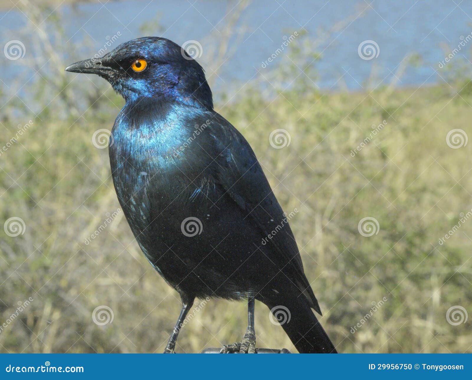 The Cape Starling, Red-shouldered Glossy-starling Or Cape Glossy ...