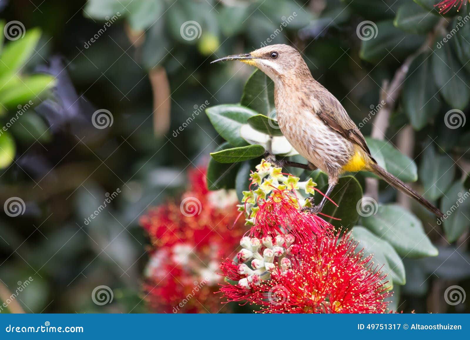 Cape Sugar Bird Looking for Nectar in Red Flowers of Bottle Brush Stock ...