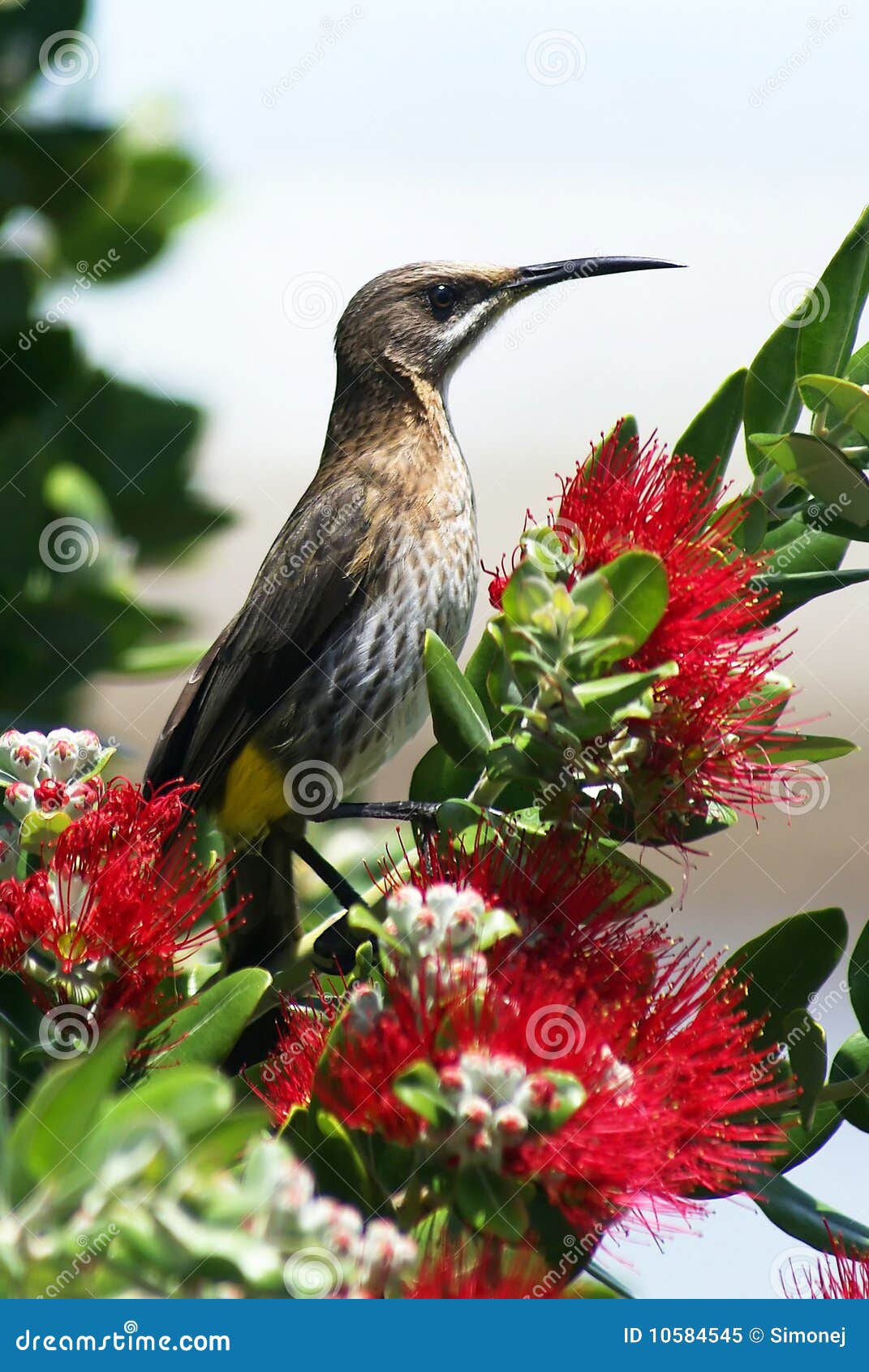 Cape sugarbird stock image. Image of feather, wing, africa - 10584545