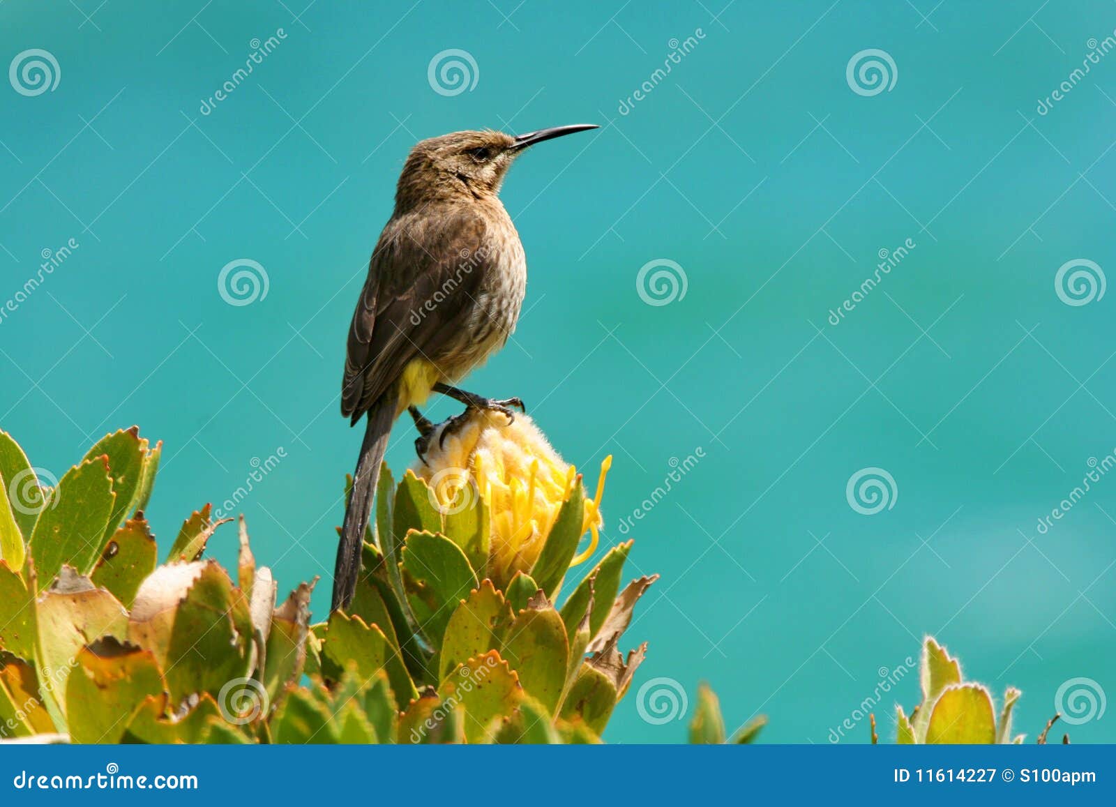 Cape Sugarbird stock image. Image of vent, yellow, nectar - 11614227