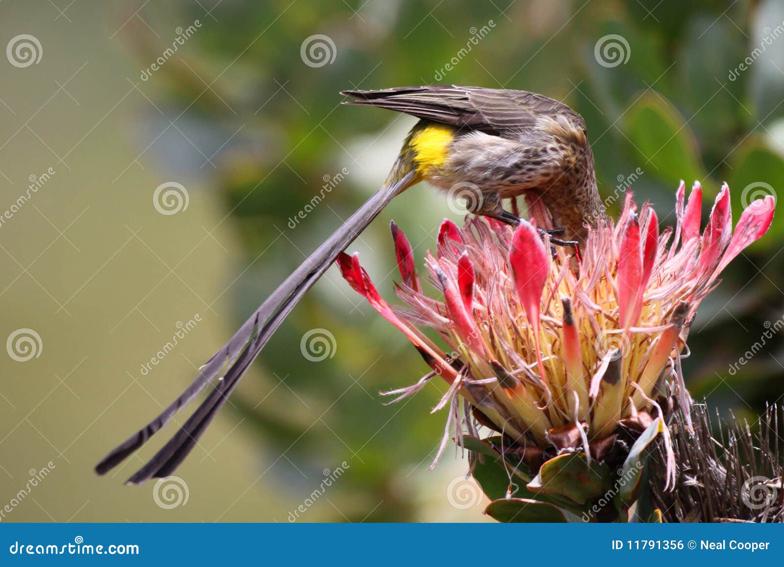 Cape Sugarbird stock photo. Image of sugarbirds, cafer - 11791356