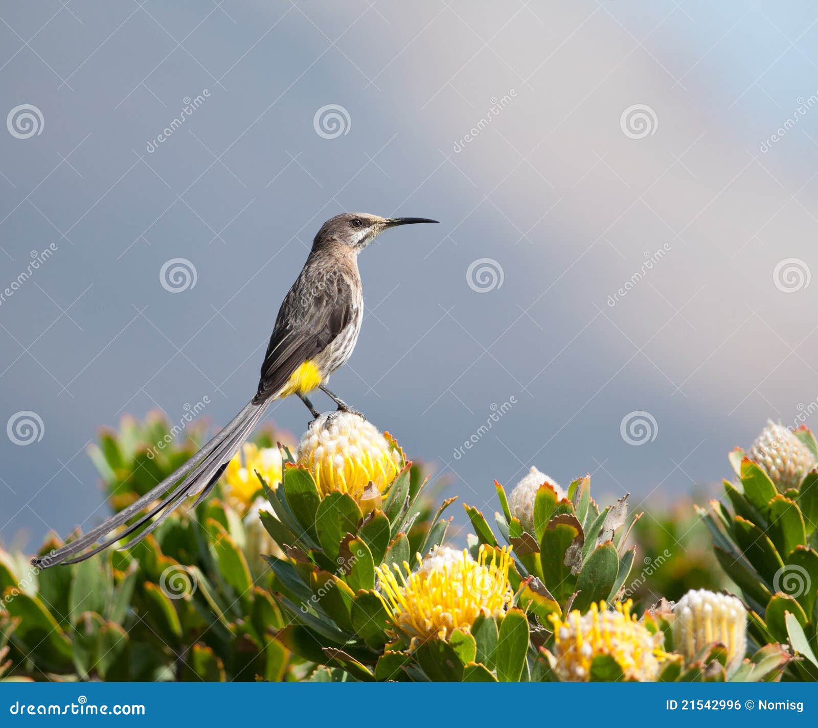 Cape Sugarbird 2 stock photo. Image of beak, claws, fynbos - 21542996