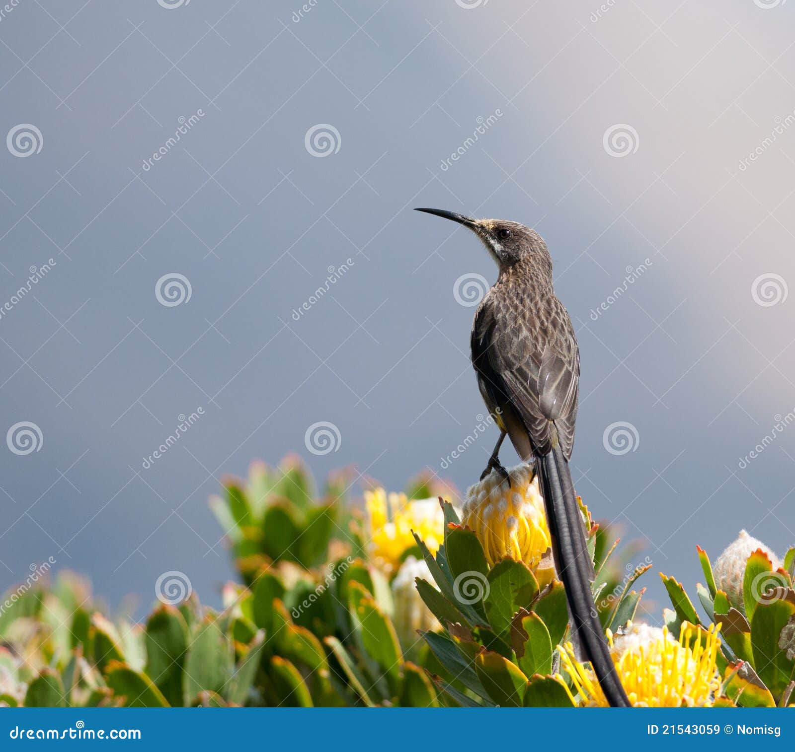 Cape Sugarbird stock image. Image of spot, protea, tail - 21543059