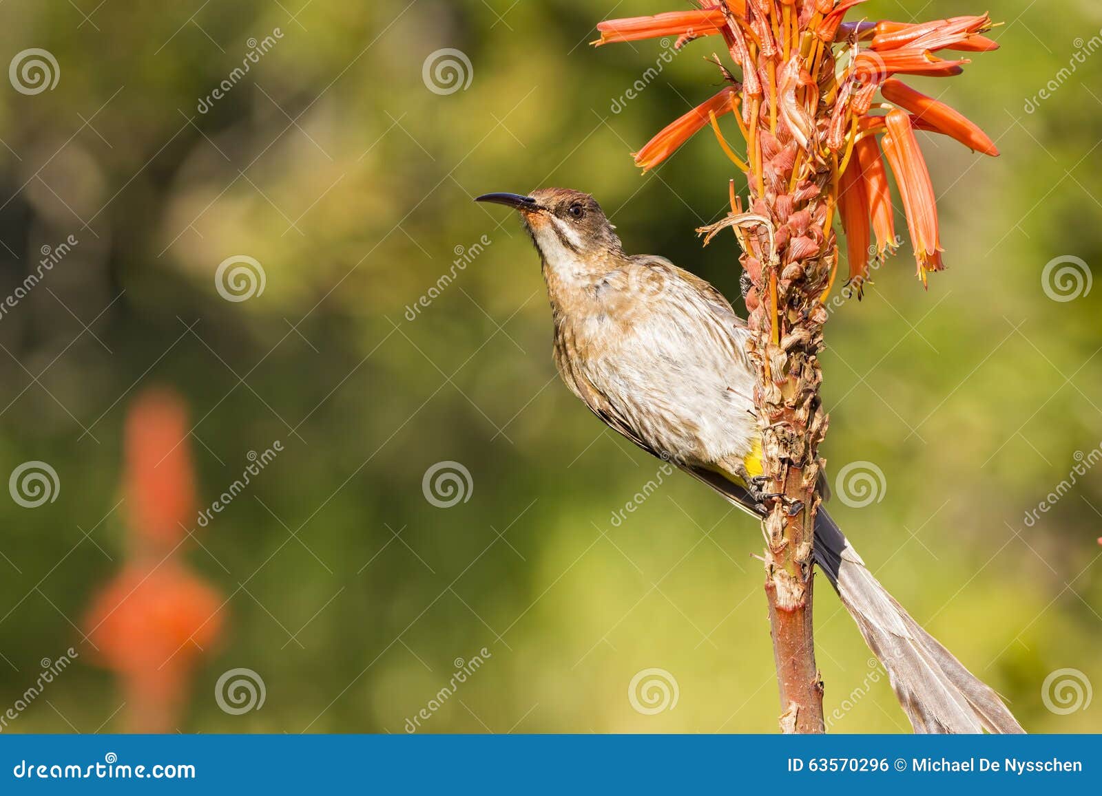 Cape Sugarbird stock photo. Image of bird, feathers, sugarbird - 63570296