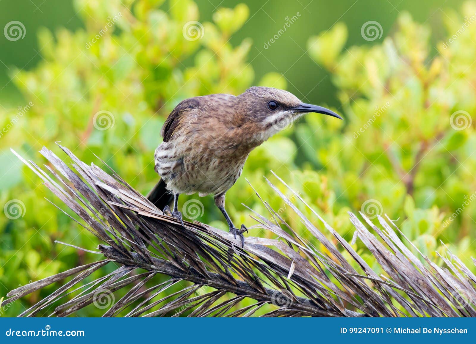 Cape Sugarbird stock image. Image of avian, africa, perched - 99247091