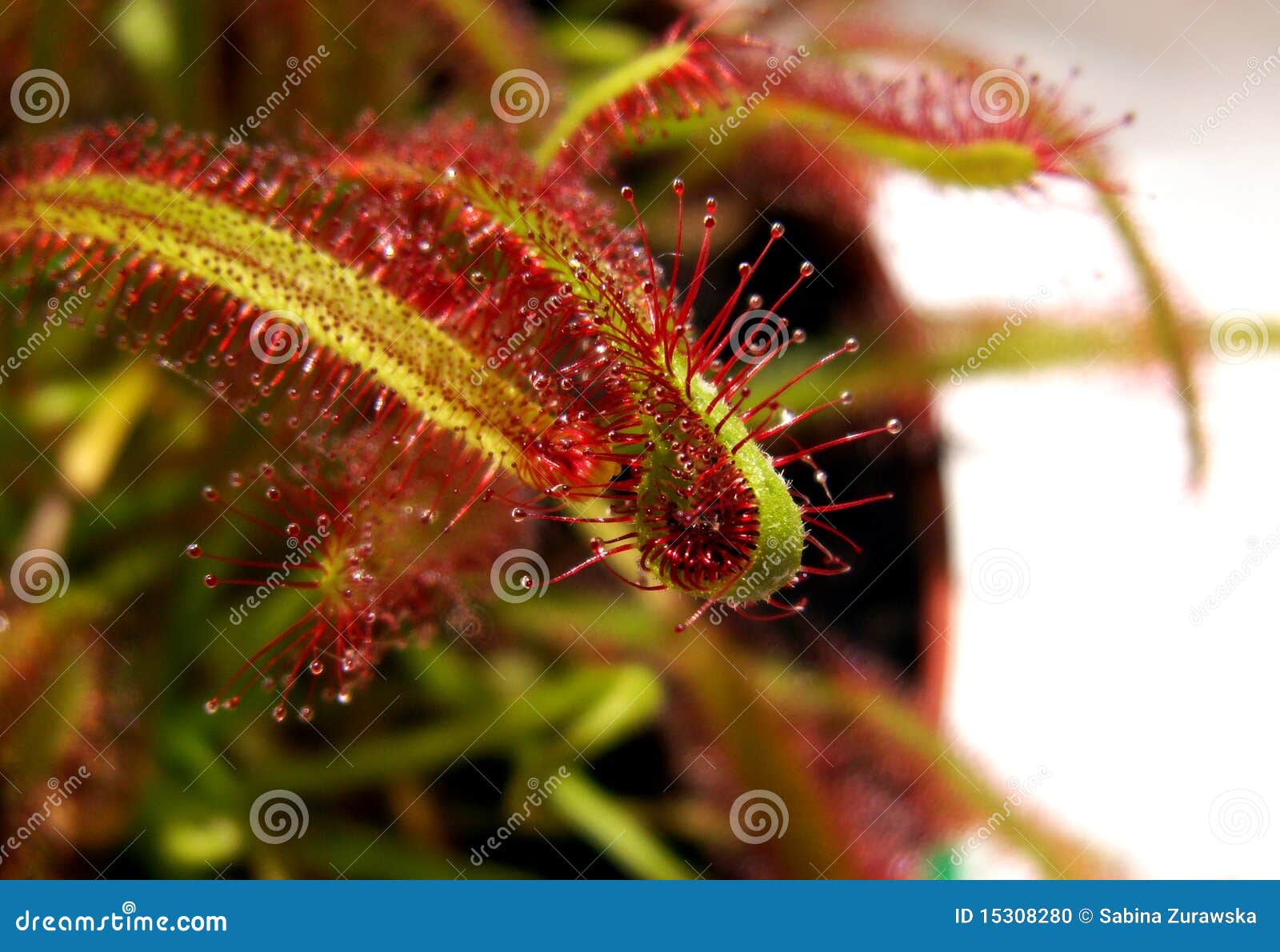 Cape Sundew - Drosera Capensis Stock Photo - Image of plant, green ...