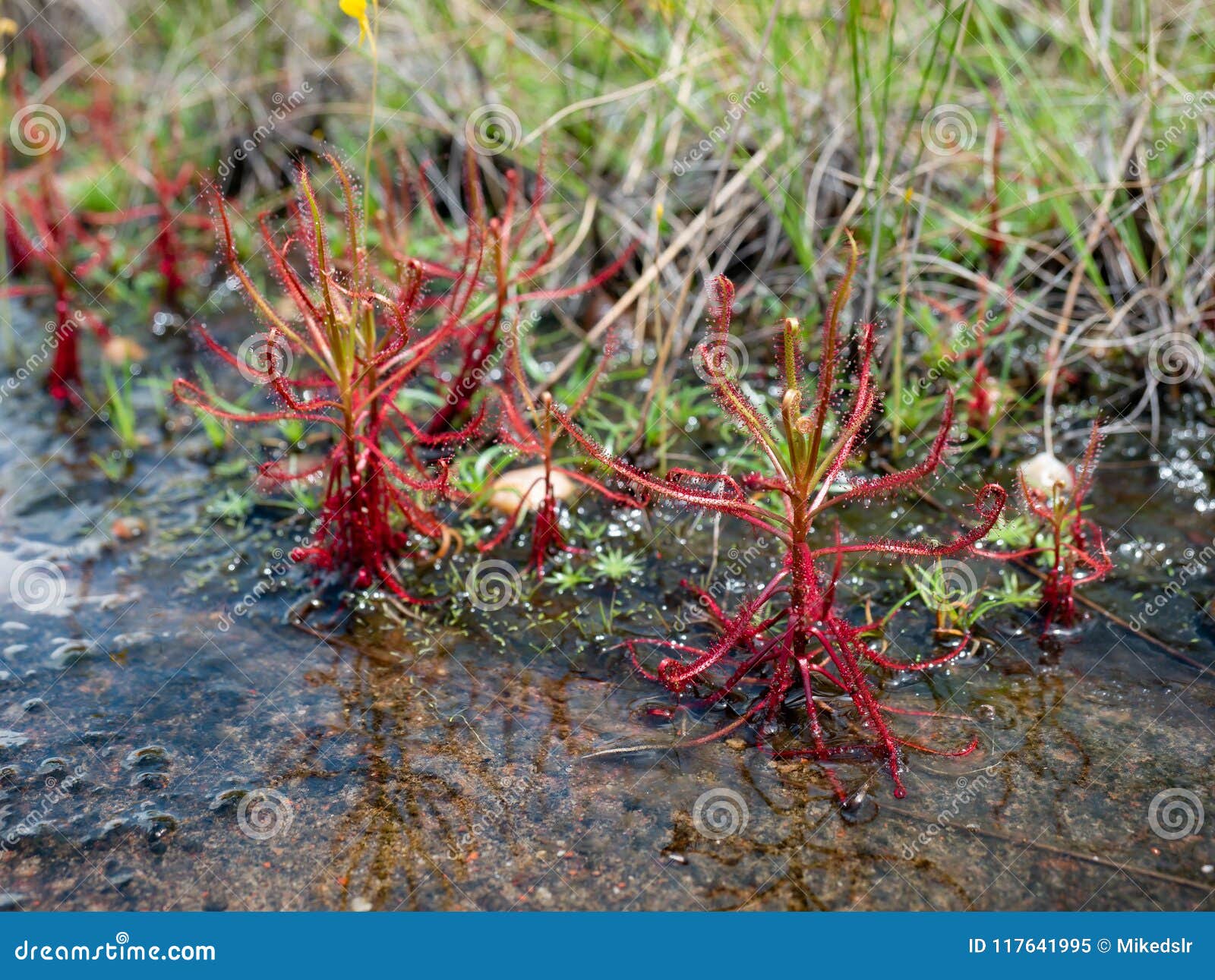 Cape Sundew on Wet Soil in Thailand Stock Image - Image of color, trap ...