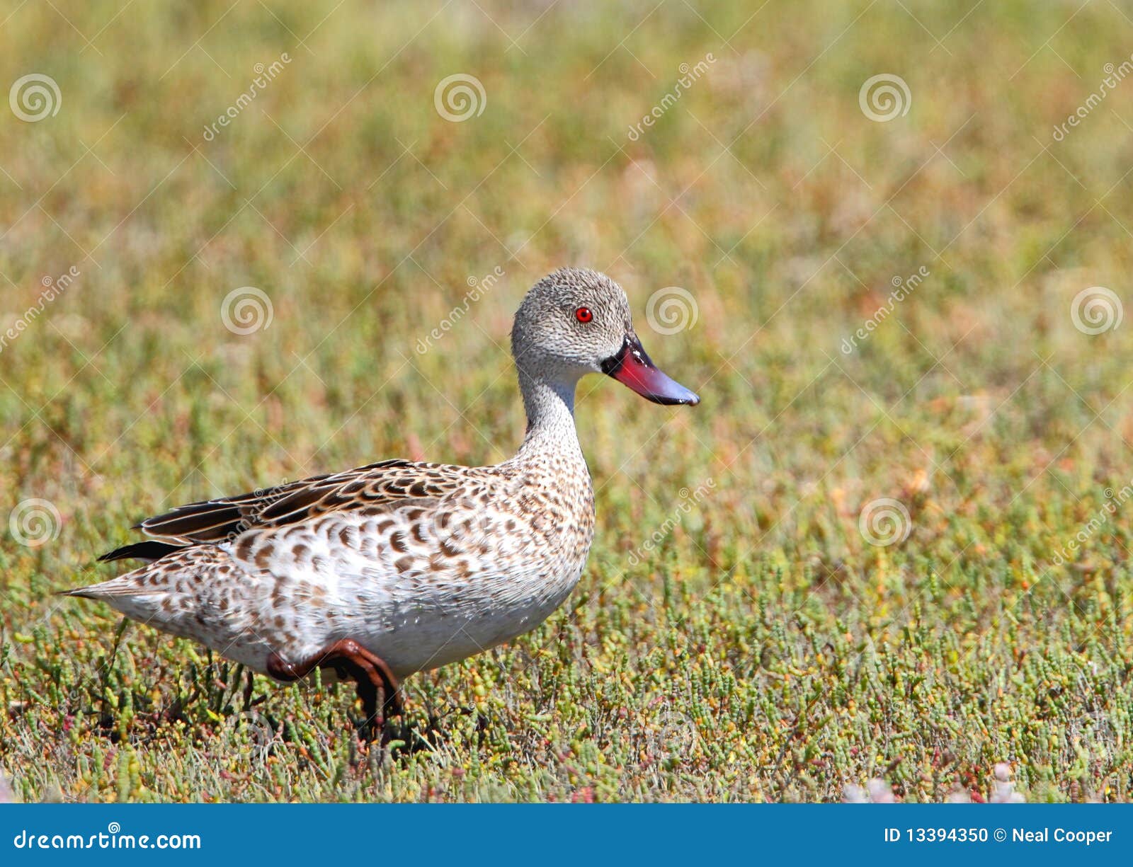 Cape Teal, Anas Capensis, Dabbling Duck From Open Wetlands In Sub ...