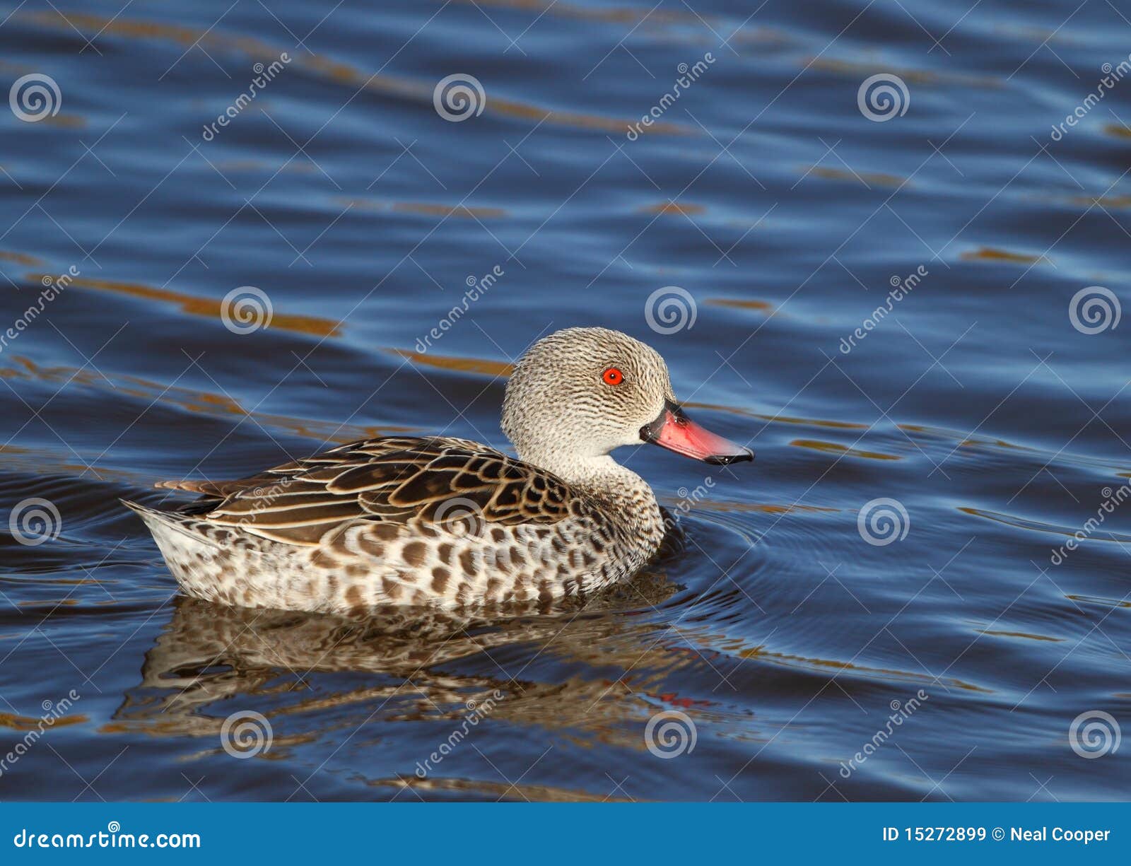 Cape Teal, Anas Capensis, Dabbling Duck From Open Wetlands In Sub ...