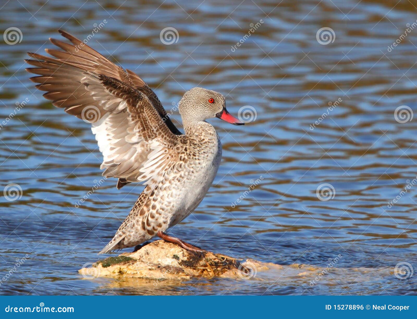 Cape Teal stock photo. Image of capensis, south, duck - 15278896