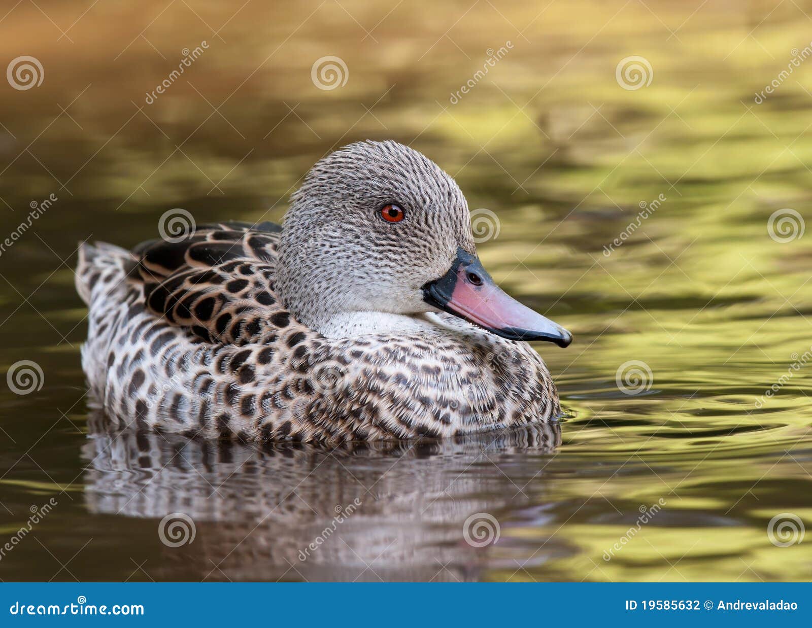 Cape Teal, Anas Capensis, Dabbling Duck From Open Wetlands In Sub ...