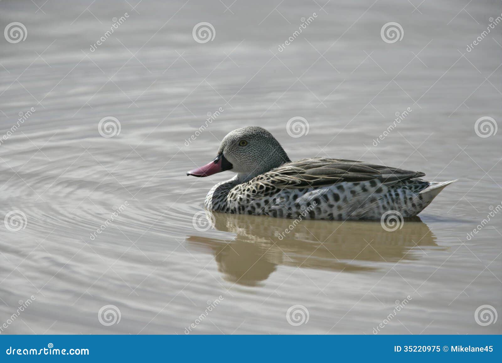 Cape teal, Anas capensis stock image. Image of water - 35220975