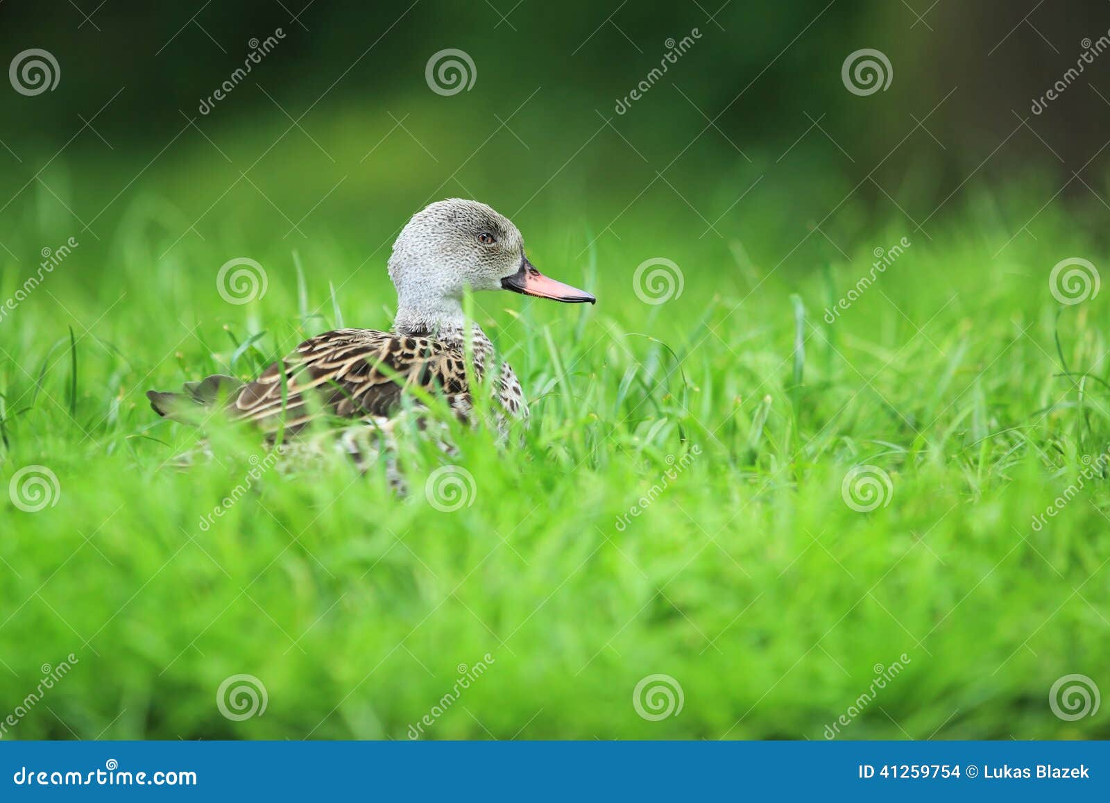 Cape Teal, Anas Capensis, Dabbling Duck From Open Wetlands In Sub ...