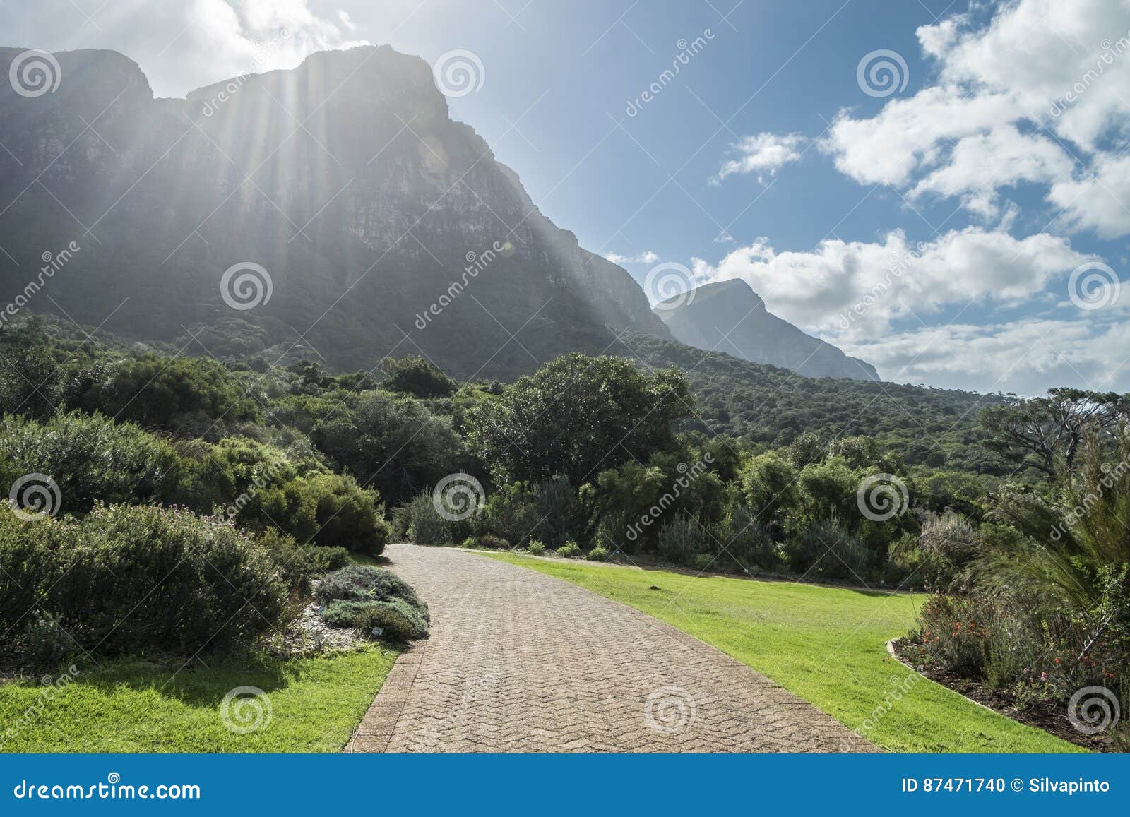Cape town botanic garden stock photo. Image of kirstenbosch - 87471740