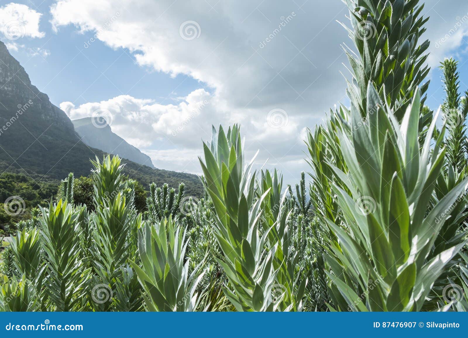 Cape town botanic garden stock image. Image of outdoors - 87476907
