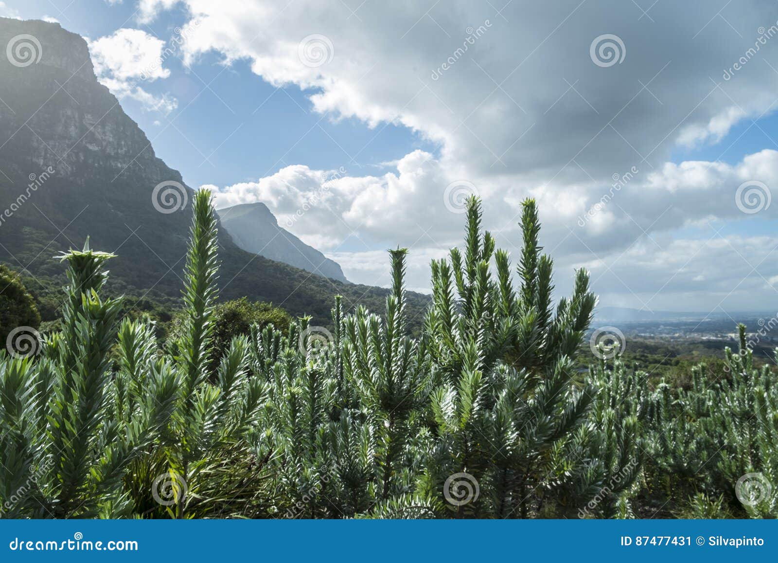 Cape town botanic garden stock image. Image of africa - 87477431