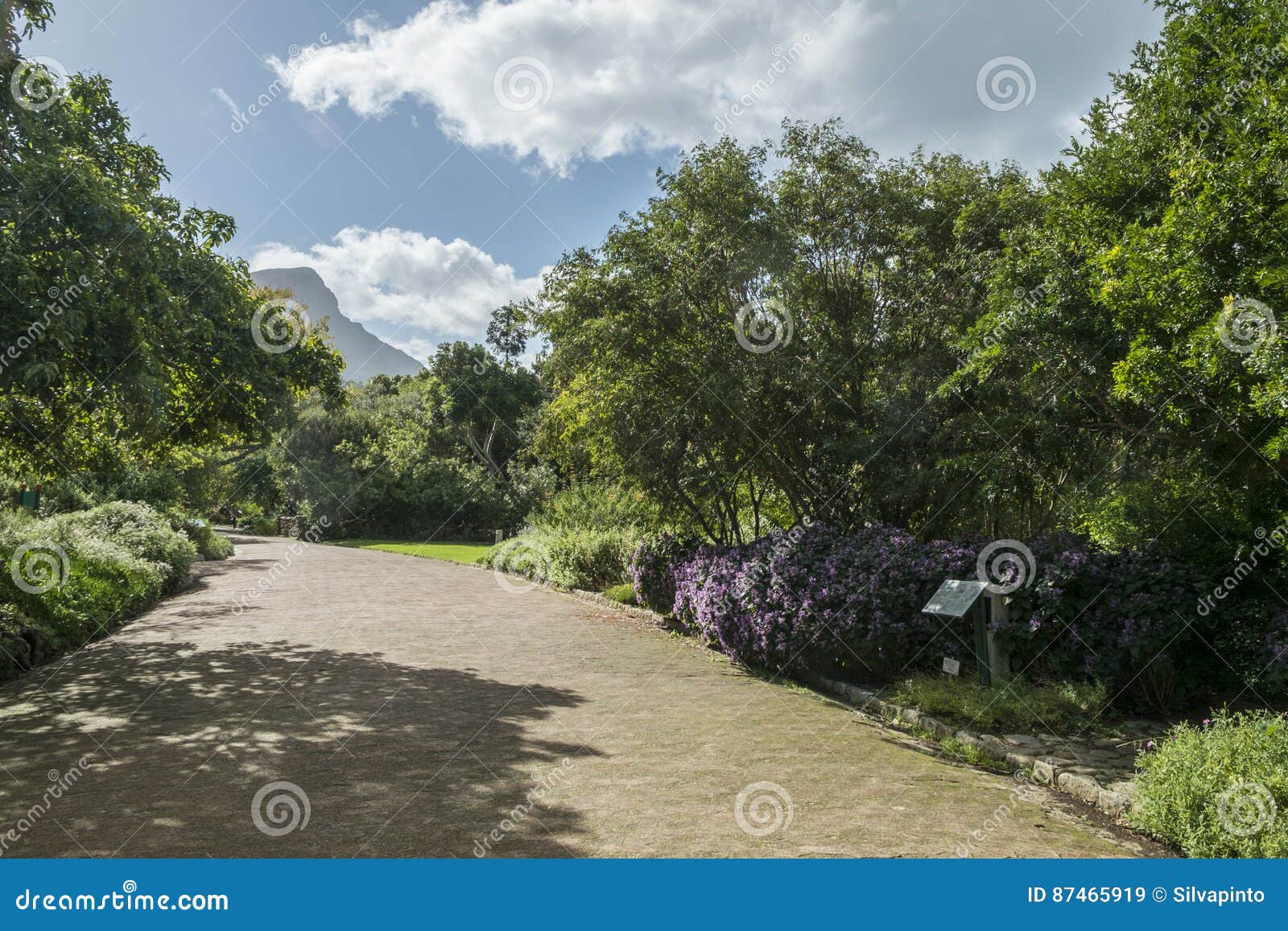 Cape town botanic garden stock image. Image of landscape - 87465919