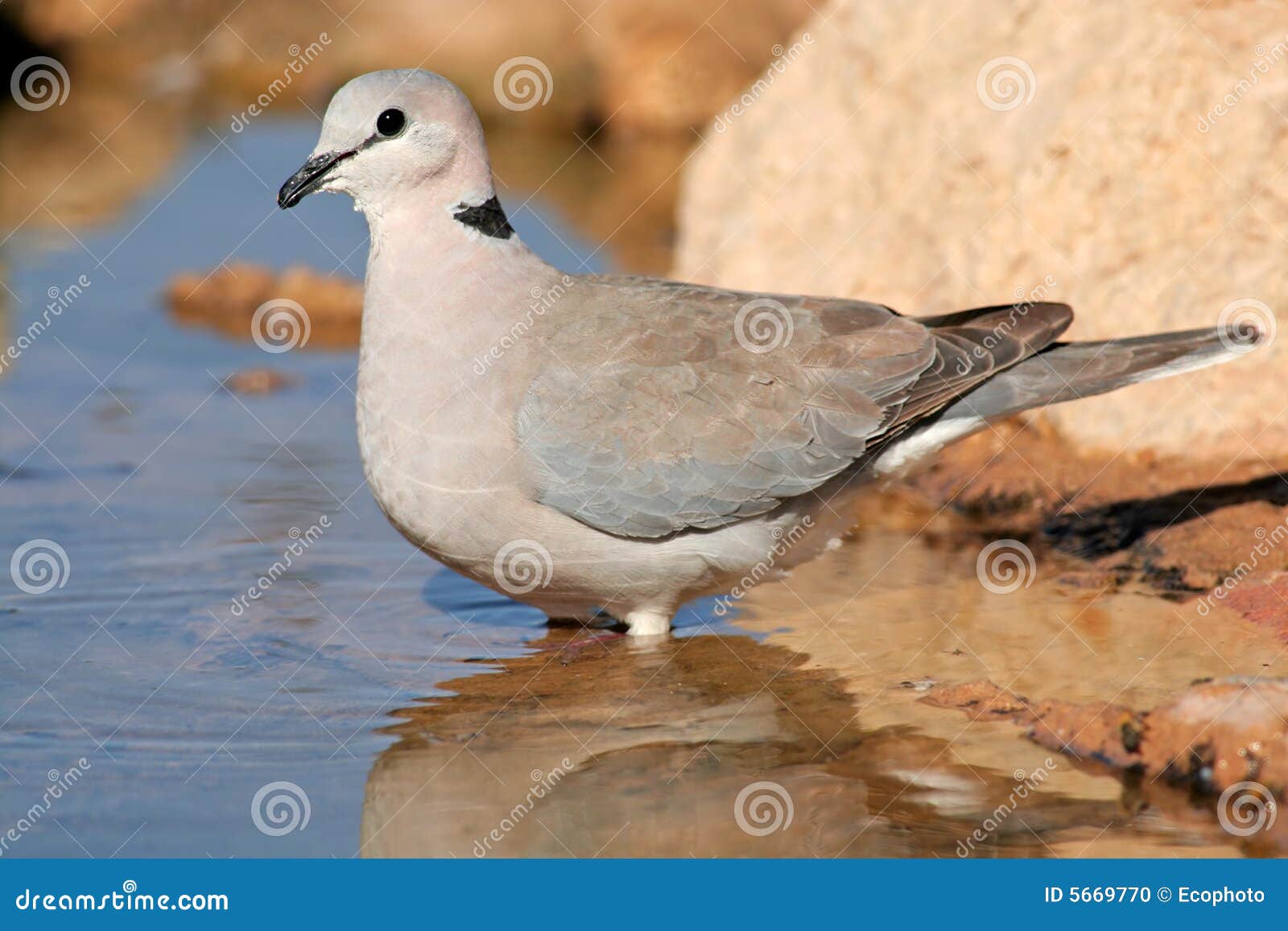 Cape turtle dove stock photo. Image of capicola, natural - 5669770