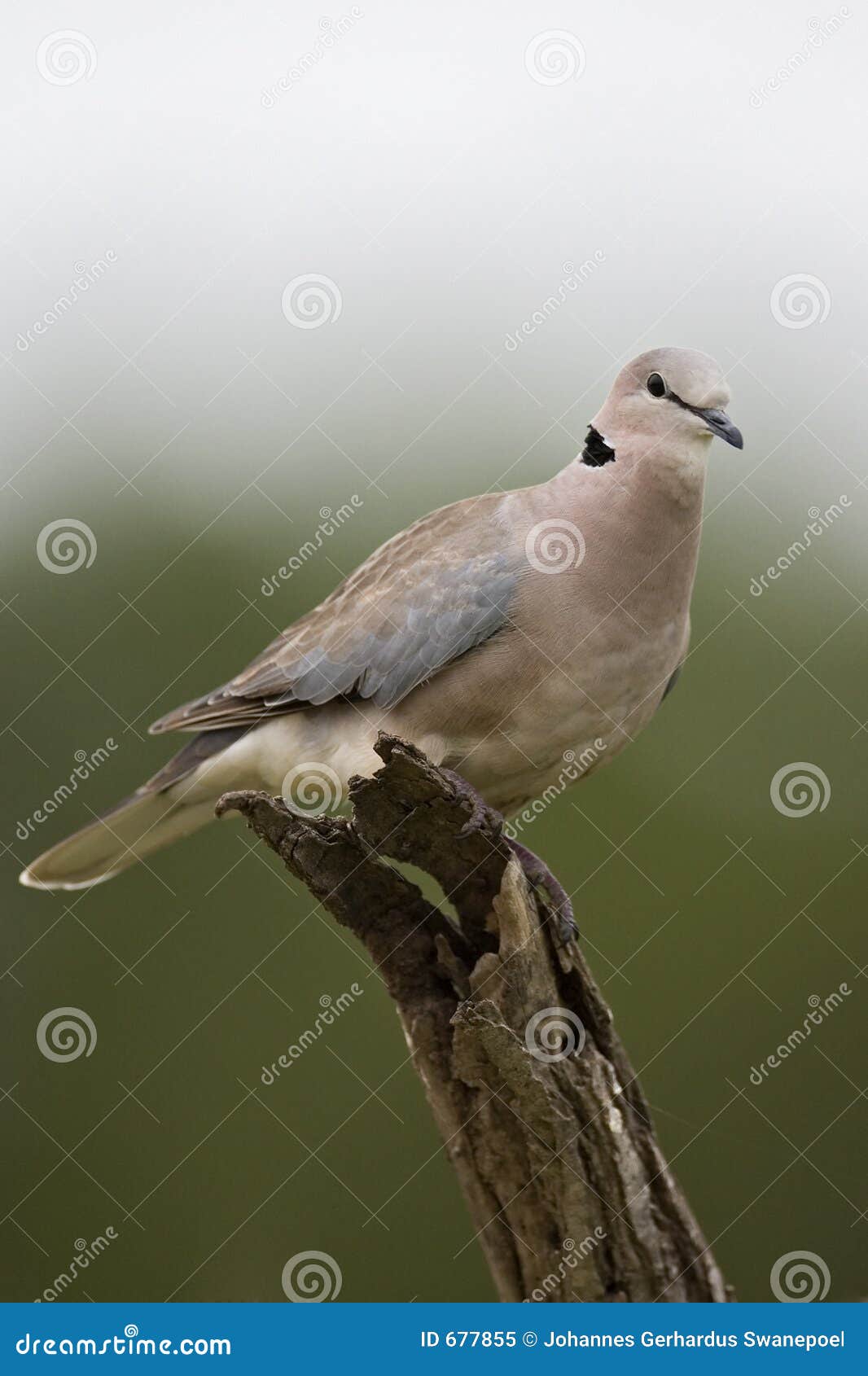 Cape Turtle Dove stock image. Image of south, african, animal - 677855