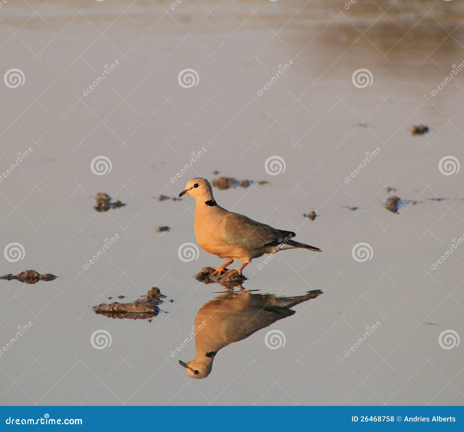 Cape Turtle Dove - African Gamebird And Reflection Stock Photo - Image ...