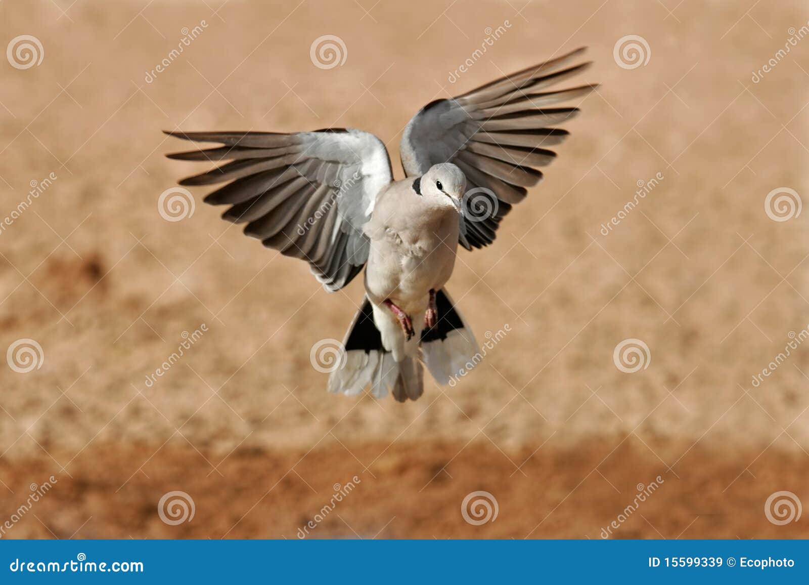 Cape turtle dove in flight stock image. Image of kgalagadi - 15599339