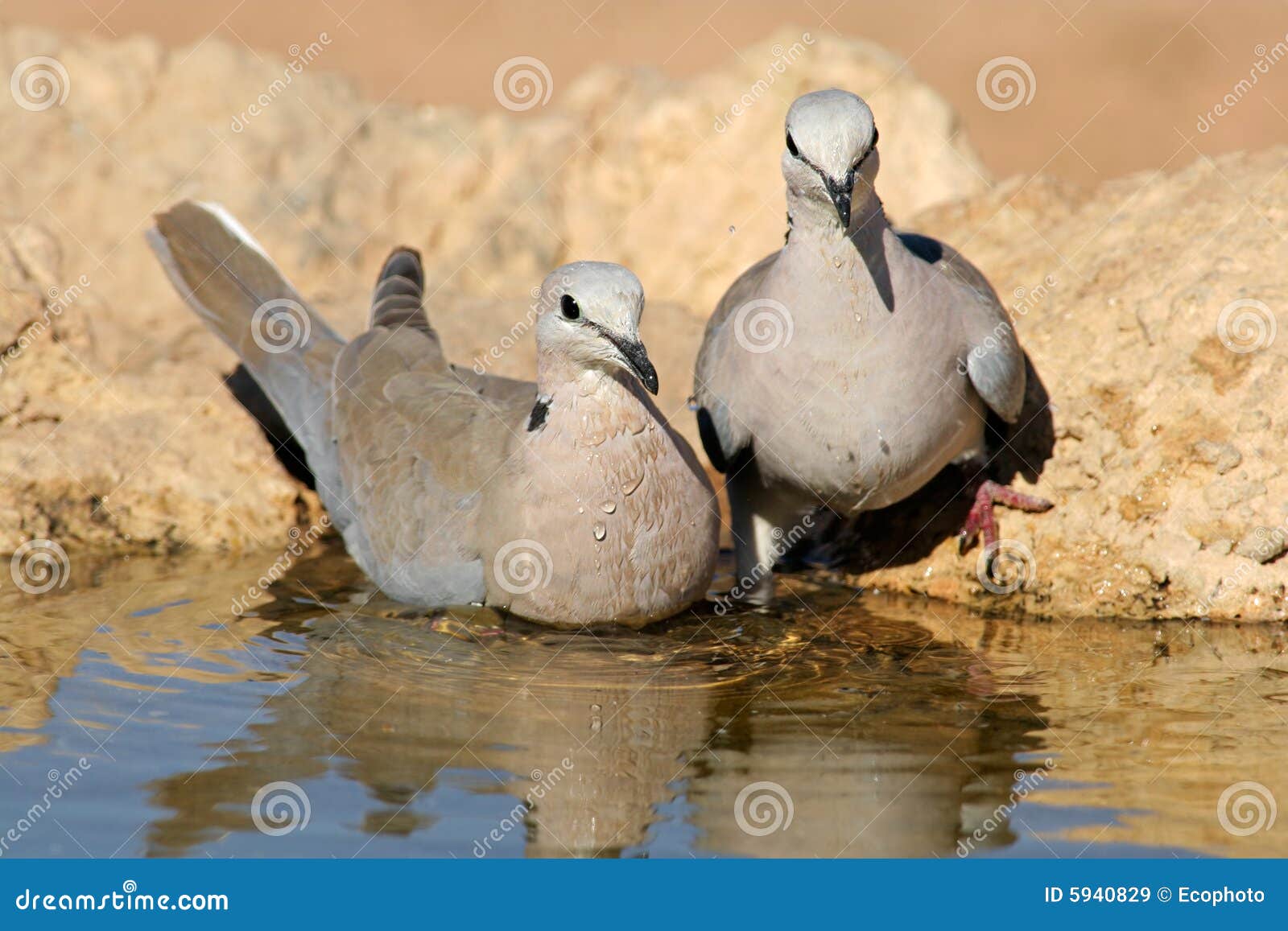 Cape turtle doves stock image. Image of ecology, natural - 5940829
