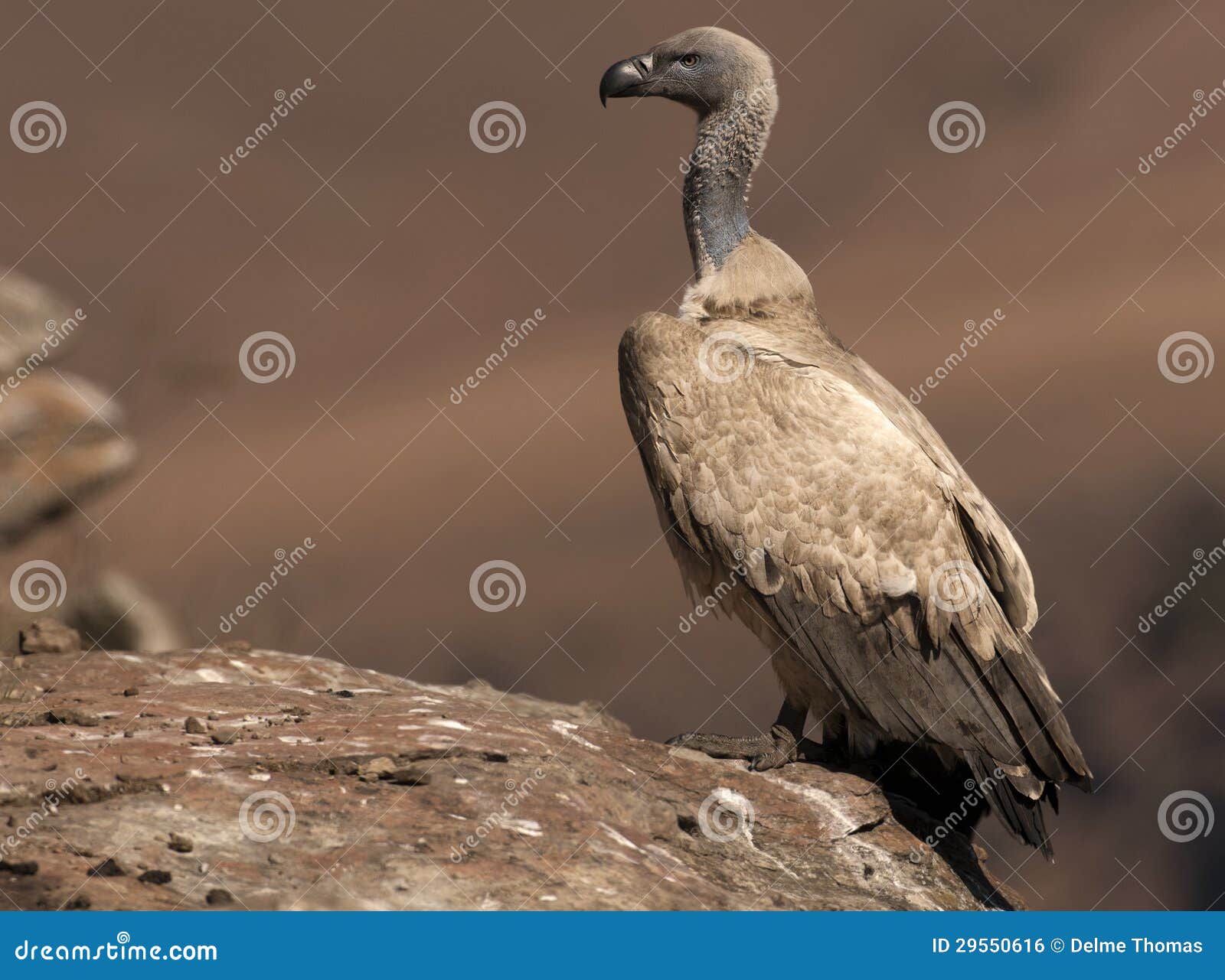 Cape Vulture Perched on the Edge of a Rock from Side View Stock Photo ...