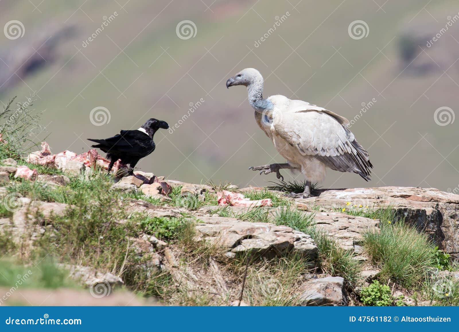 Cape Vulture and White Necked Raven Sitting on Mountain Stock Photo ...