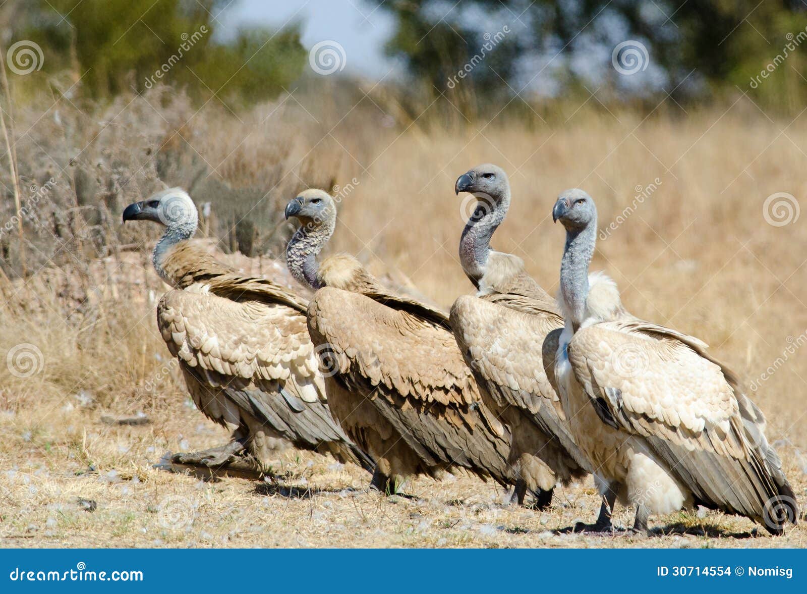 4 Cape Vultures in a row stock photo. Image of large - 30714554