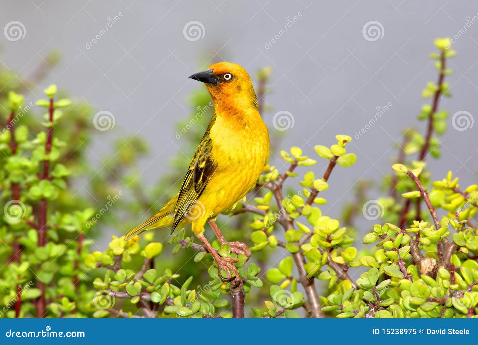 Cape Weaver stock image. Image of conservation, national - 15238975