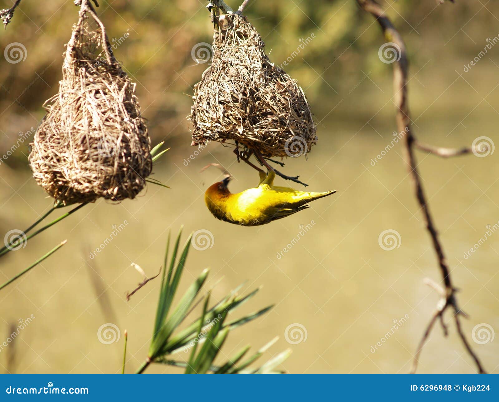 Cape Weaver stock photo. Image of gardens, weaver, sisulu - 6296948
