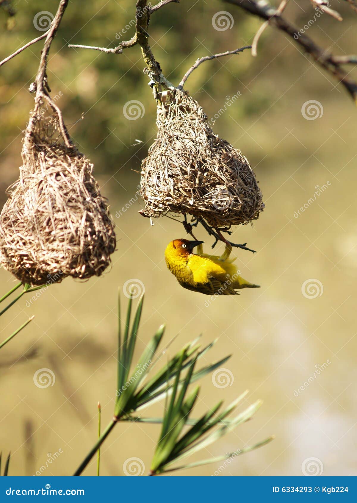 Cape Weaver stock image. Image of weaver, africa, krugersdorp - 6334293