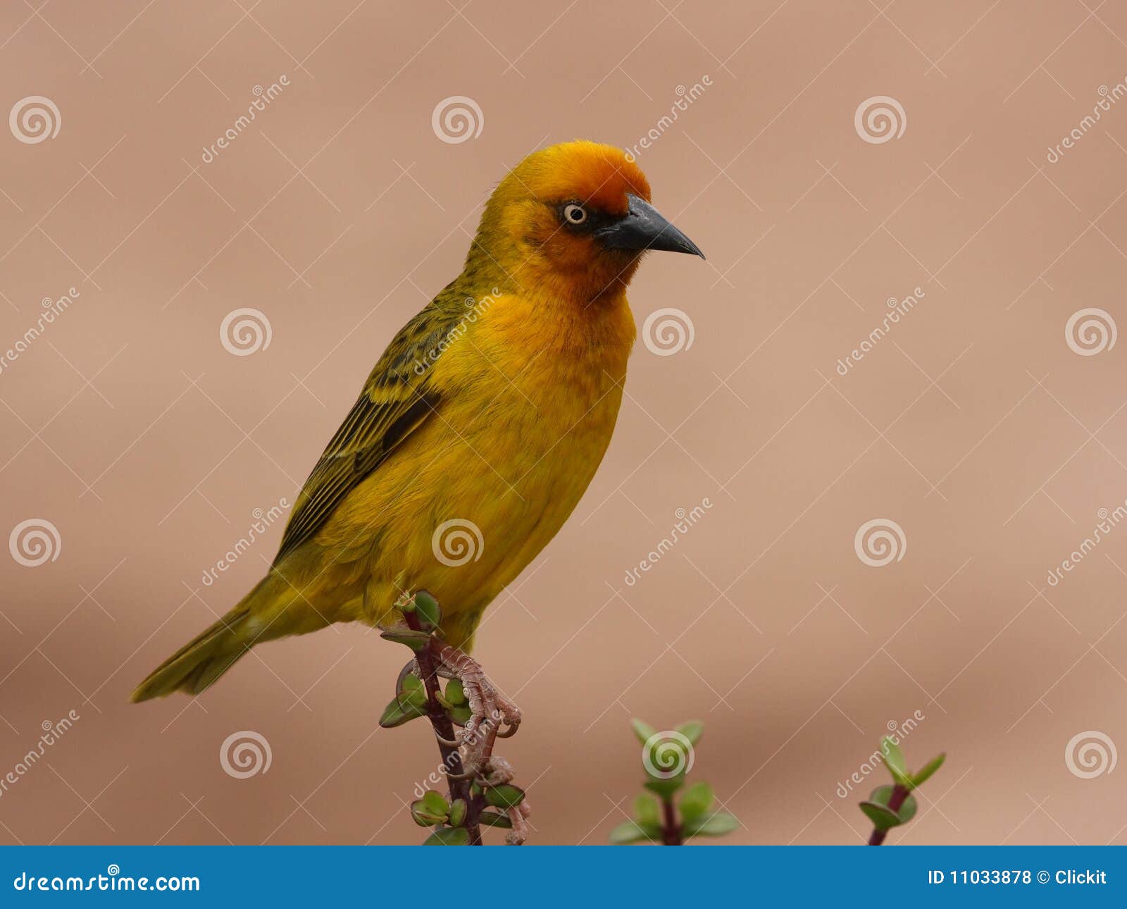 Cape Weaver bird. stock photo. Image of weave, capensis - 11033878