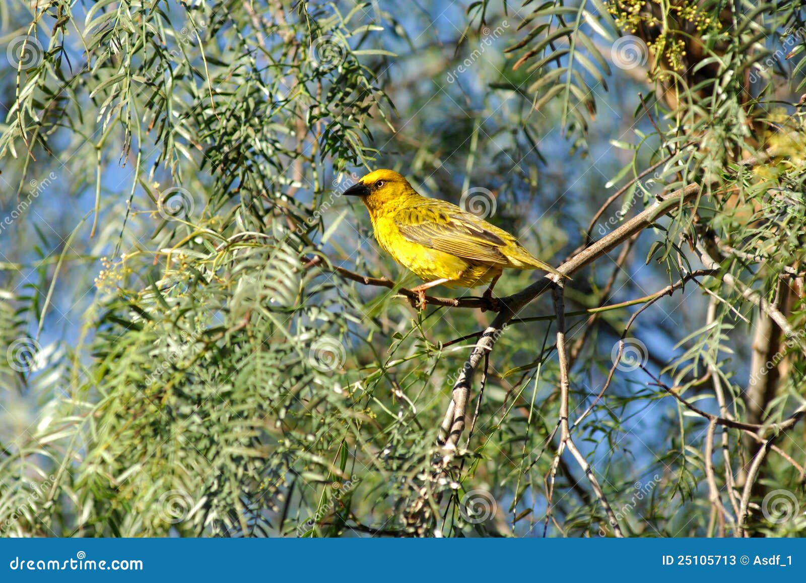 Cape weaver Bird stock image. Image of shot, bird, passeriformes - 25105713