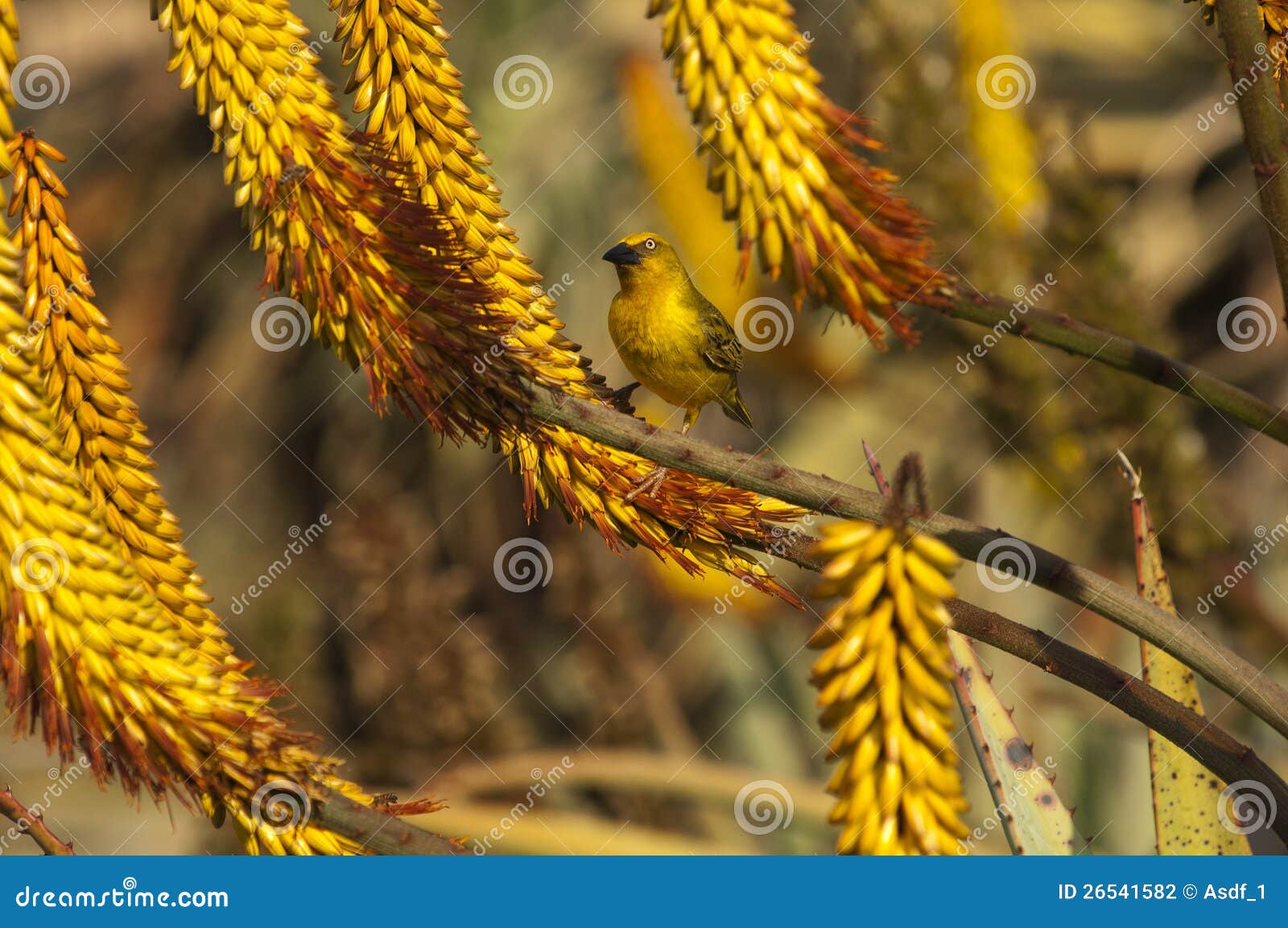 Cape Weaver Bird on Aloe Ferox Stock Photo - Image of namakwaland ...
