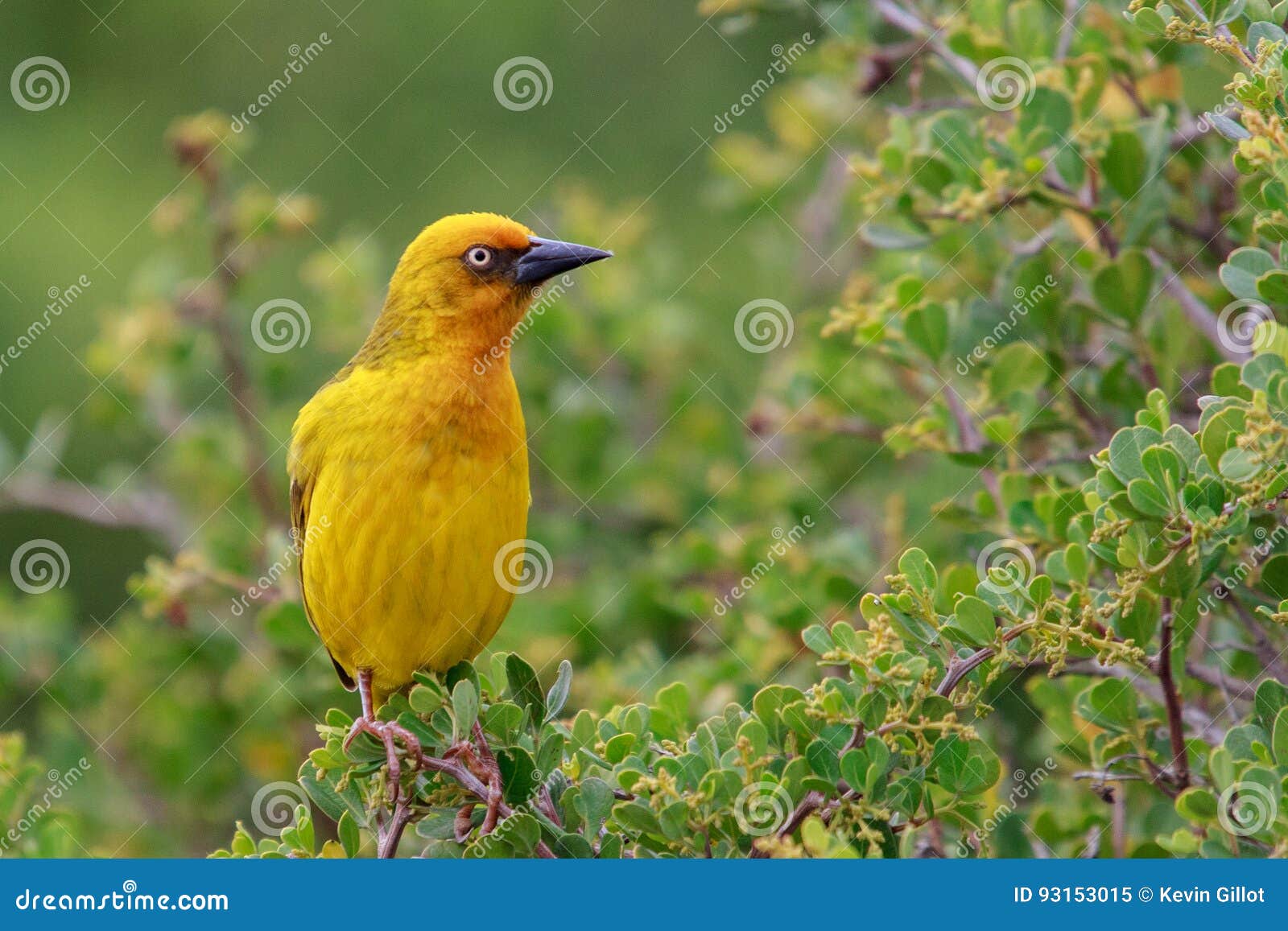 Cape Weaver stock image. Image of africa, male, colorful - 93153015