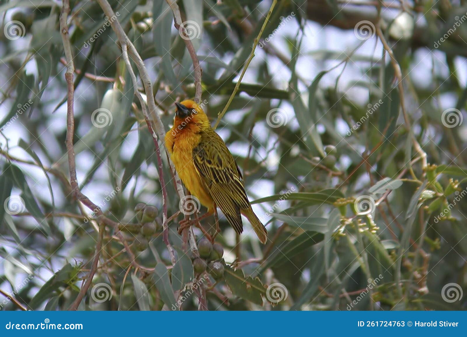 Cape Weaver, Ploceus Capensis, in a Relaxed Pose Stock Image - Image of ...