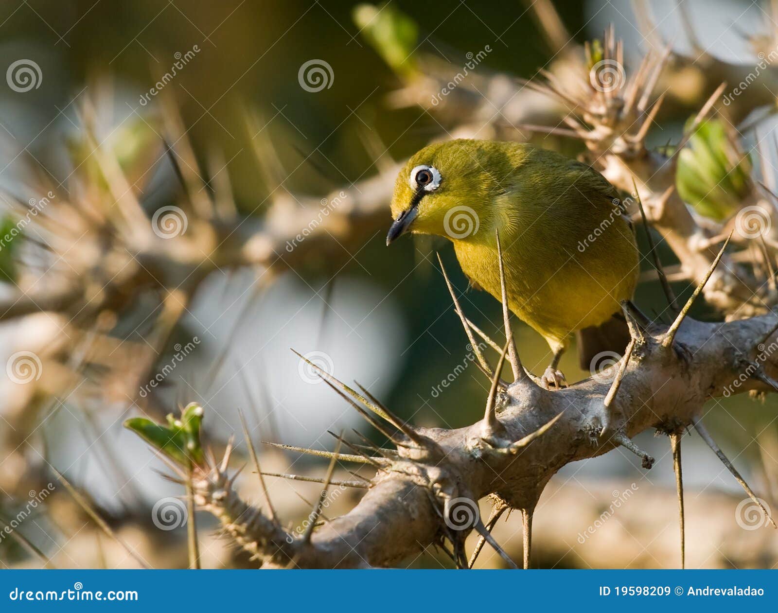 Cape white eye stock image. Image of colourful, common - 19598209