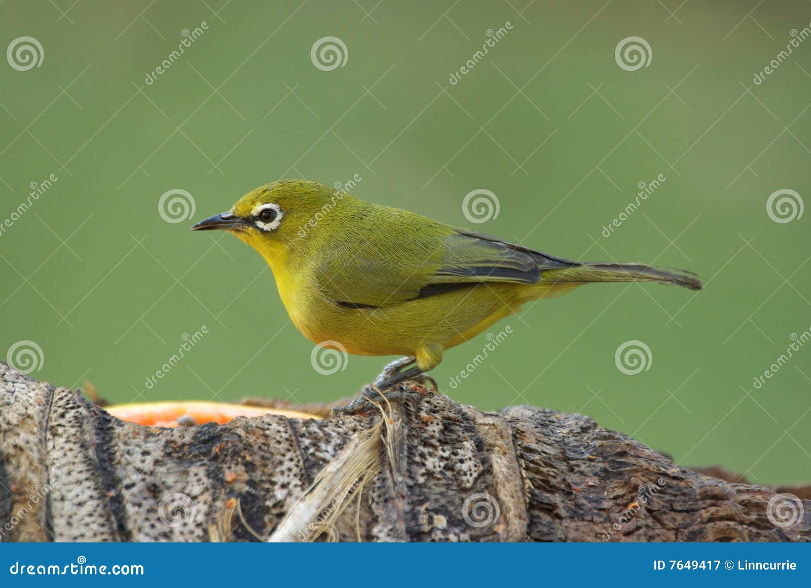 Cape White-eye Zosterops Virens Stock Image - Image of green, plumage ...