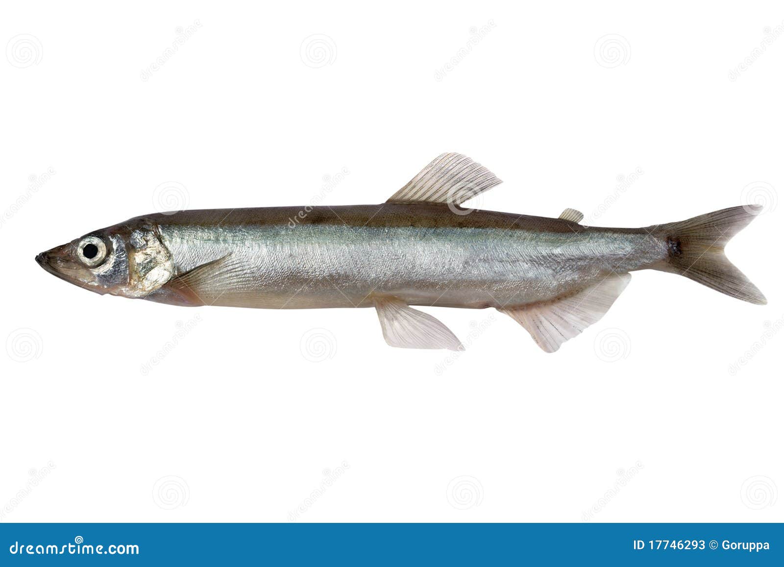 Capelin stock image. Image of meat, ingredient, villosus - 17746293