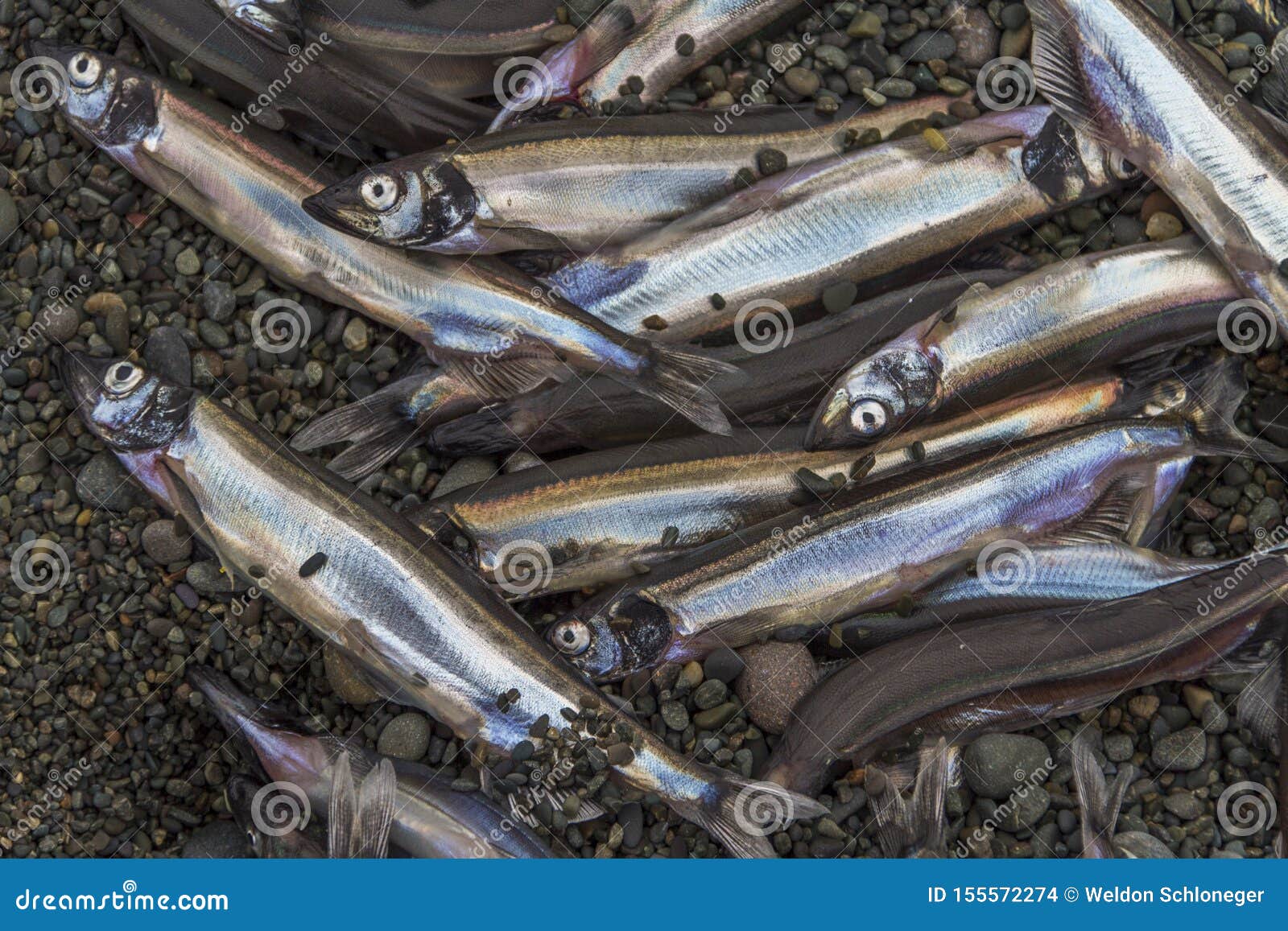 Capelin on the Beach in Newfoundland Stock Photo - Image of ...