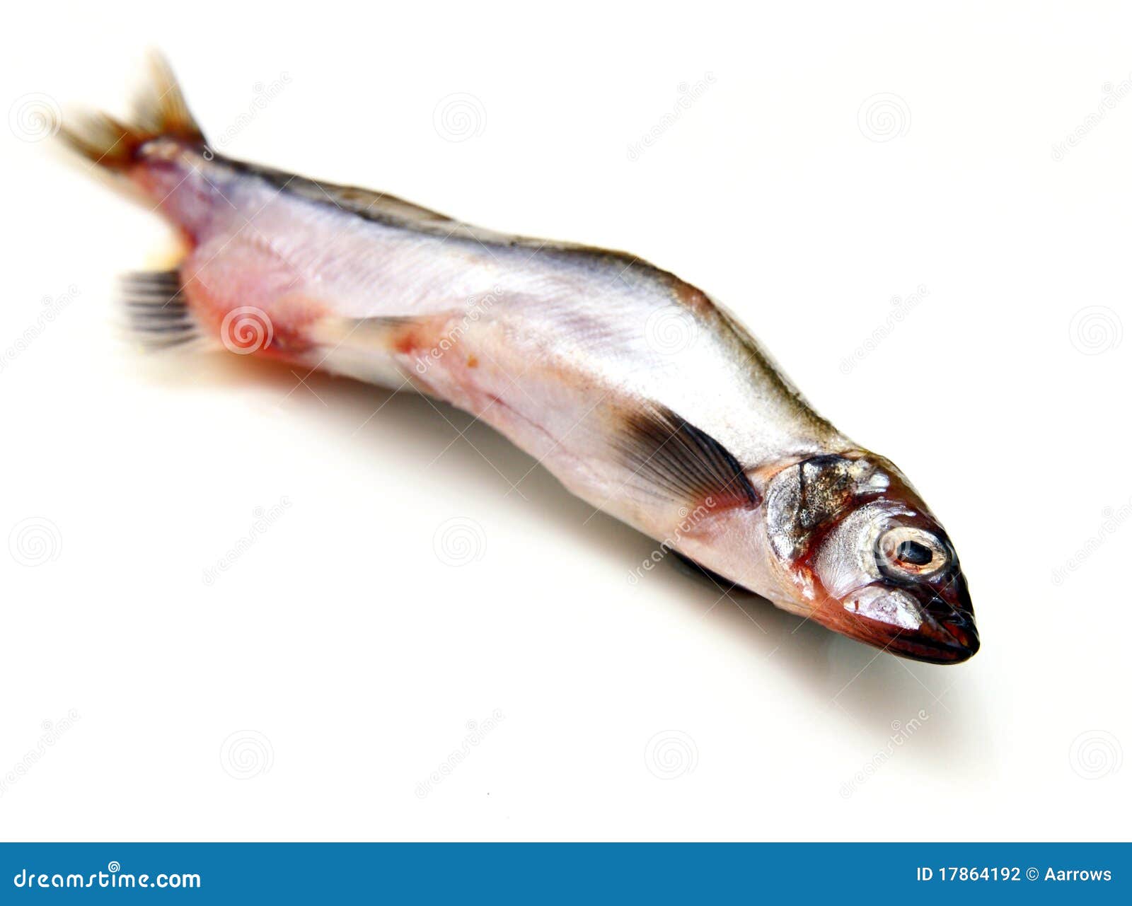 Capelin fish isolated stock photo. Image of live, protein - 17864192