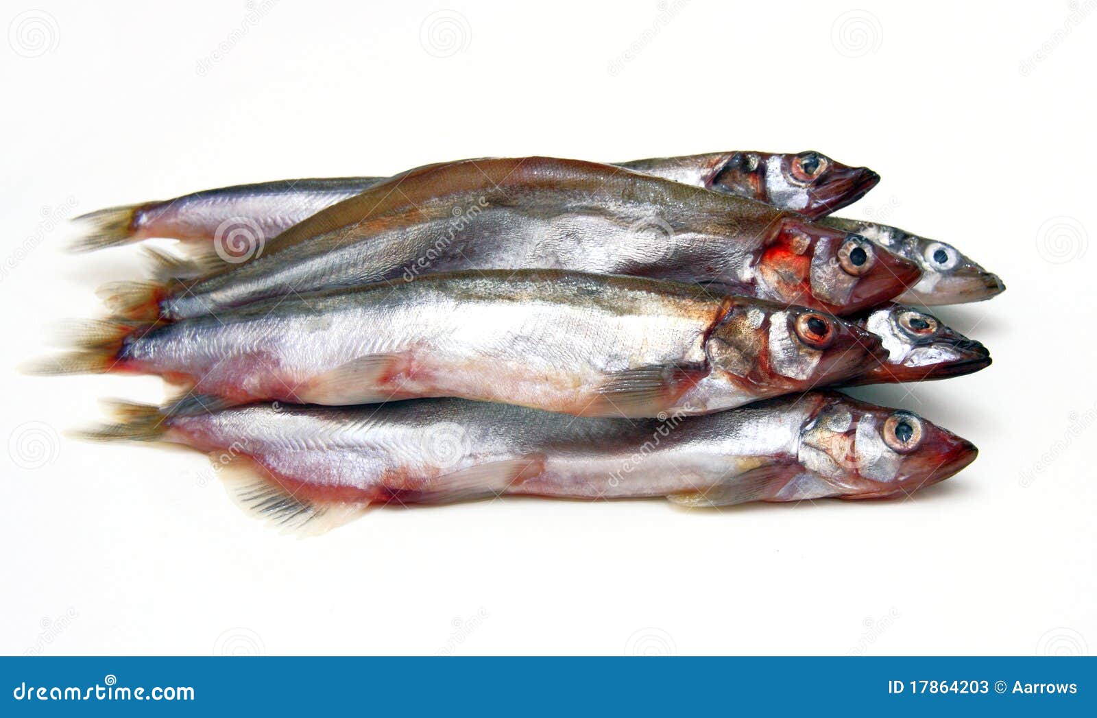 Capelin fish isolated stock image. Image of live, blinking - 17864203