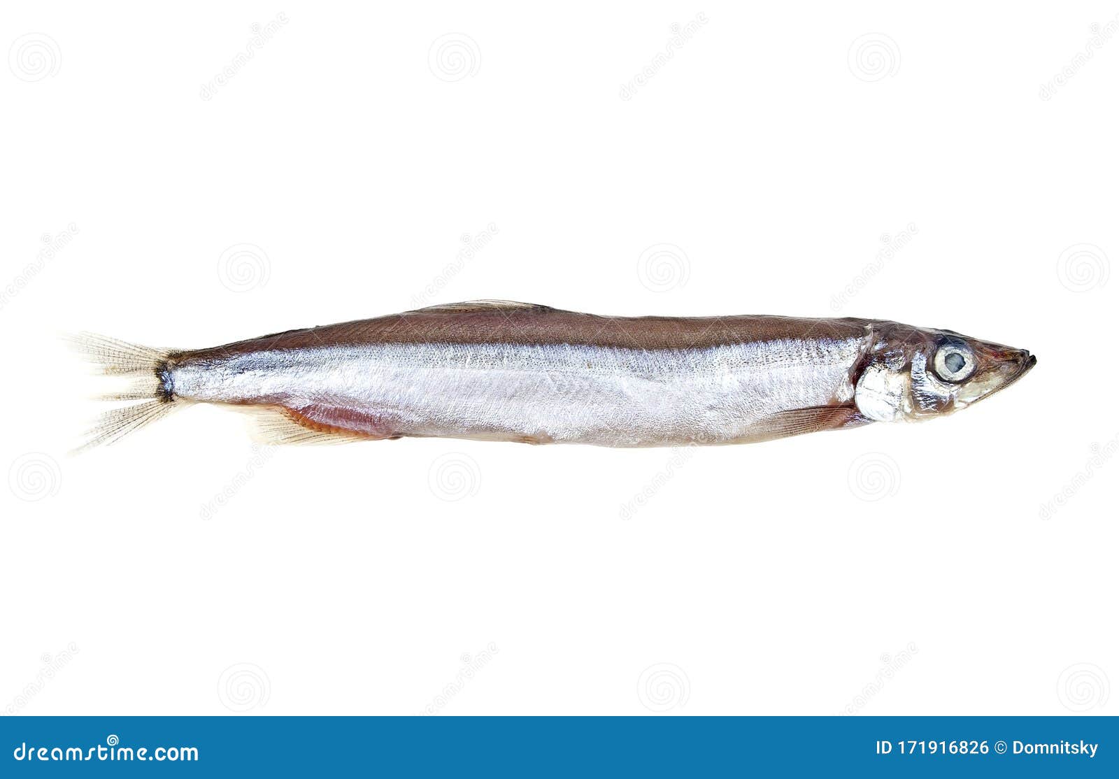Capelin Fish Isolated on White Background Stock Photo - Image of tail ...
