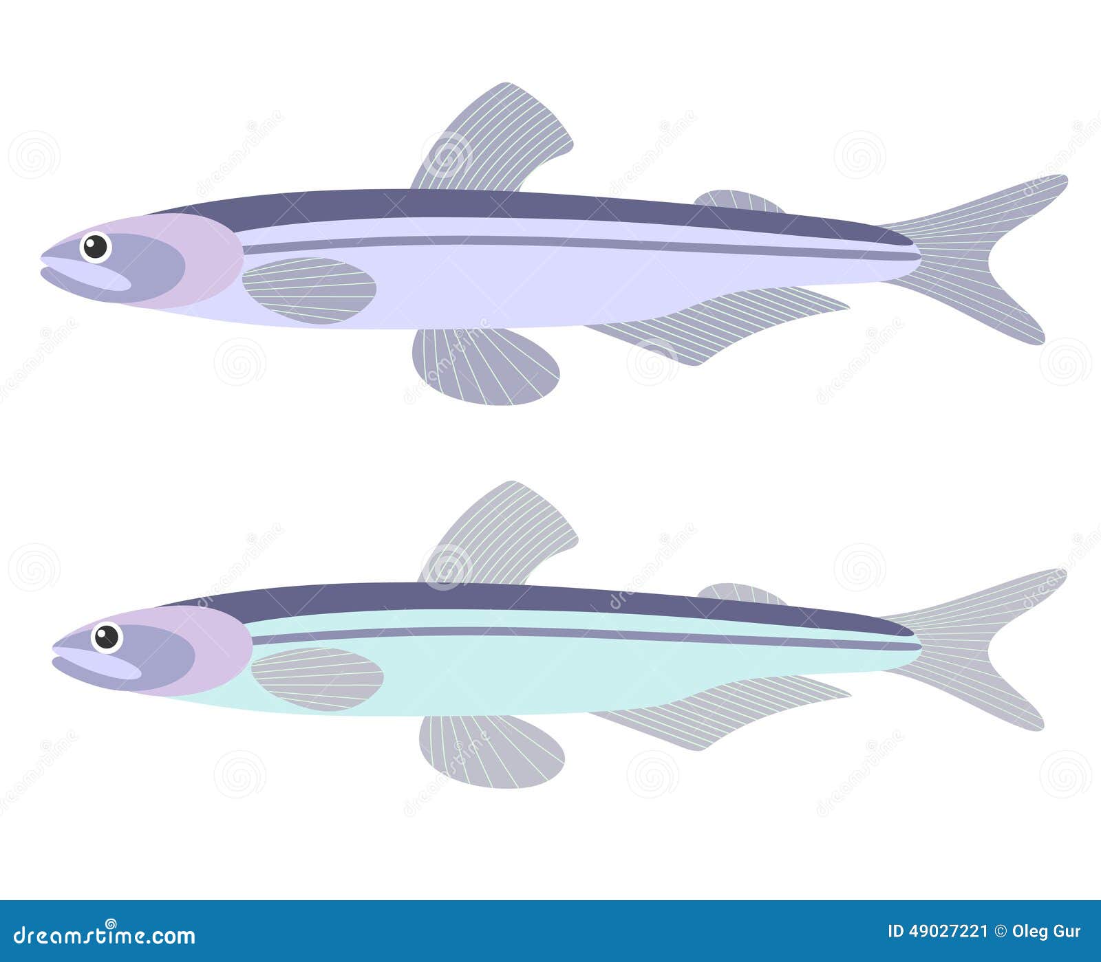 Capelin stock vector. Illustration of freshwater, ocean - 49027221
