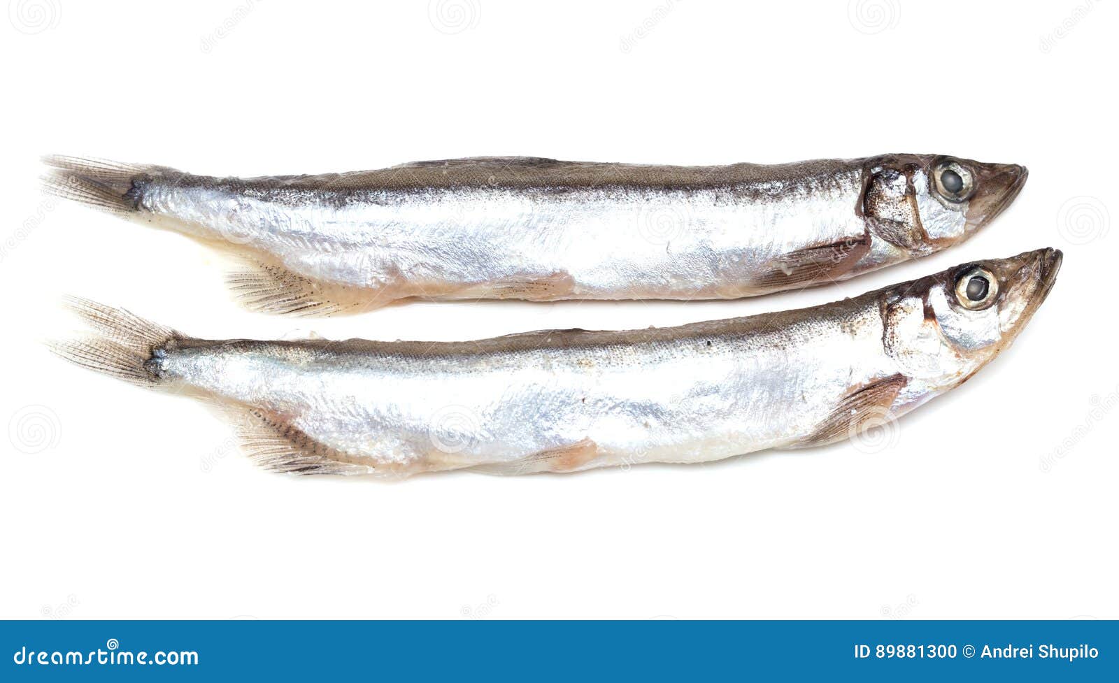 Capelin on a White Background Stock Photo - Image of wildlife, isolated ...