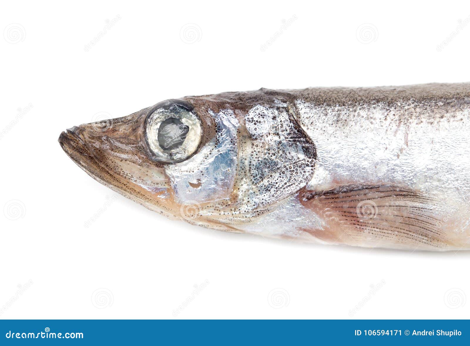Capelin on a White Background Stock Image - Image of animal, capelin ...