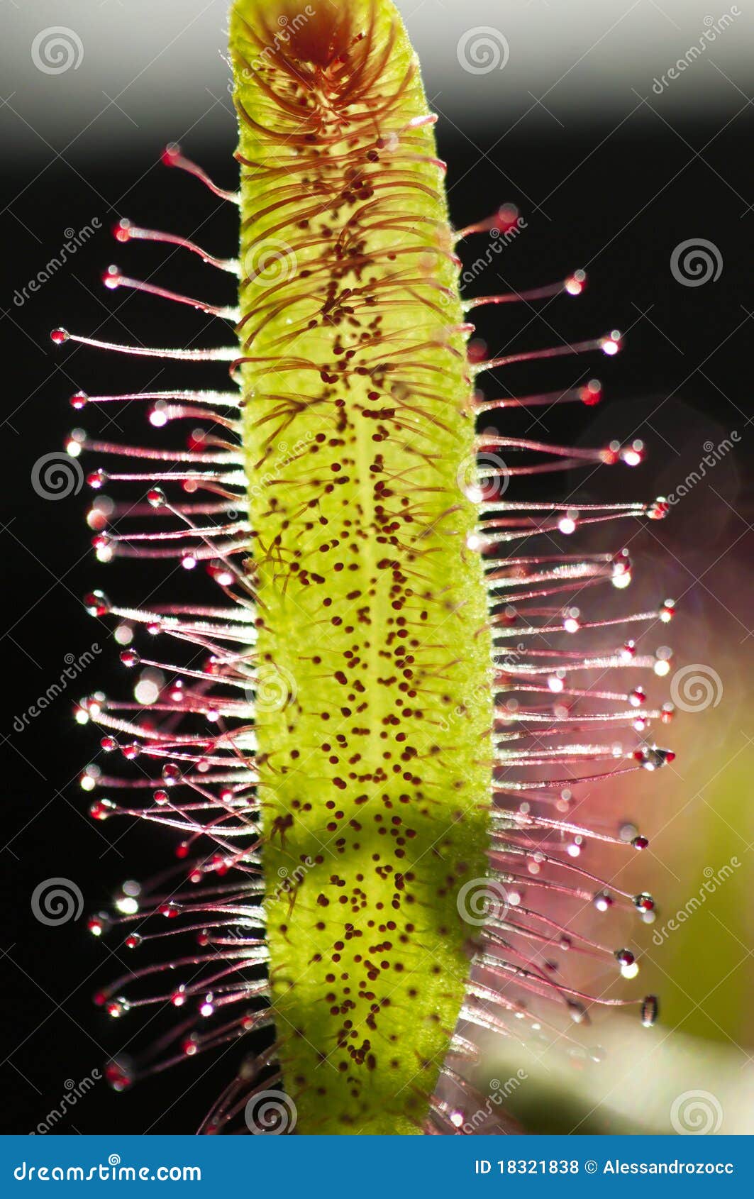 Capensis De Drosera, Sundew De Cap, Photo stock - Image du insecte ...