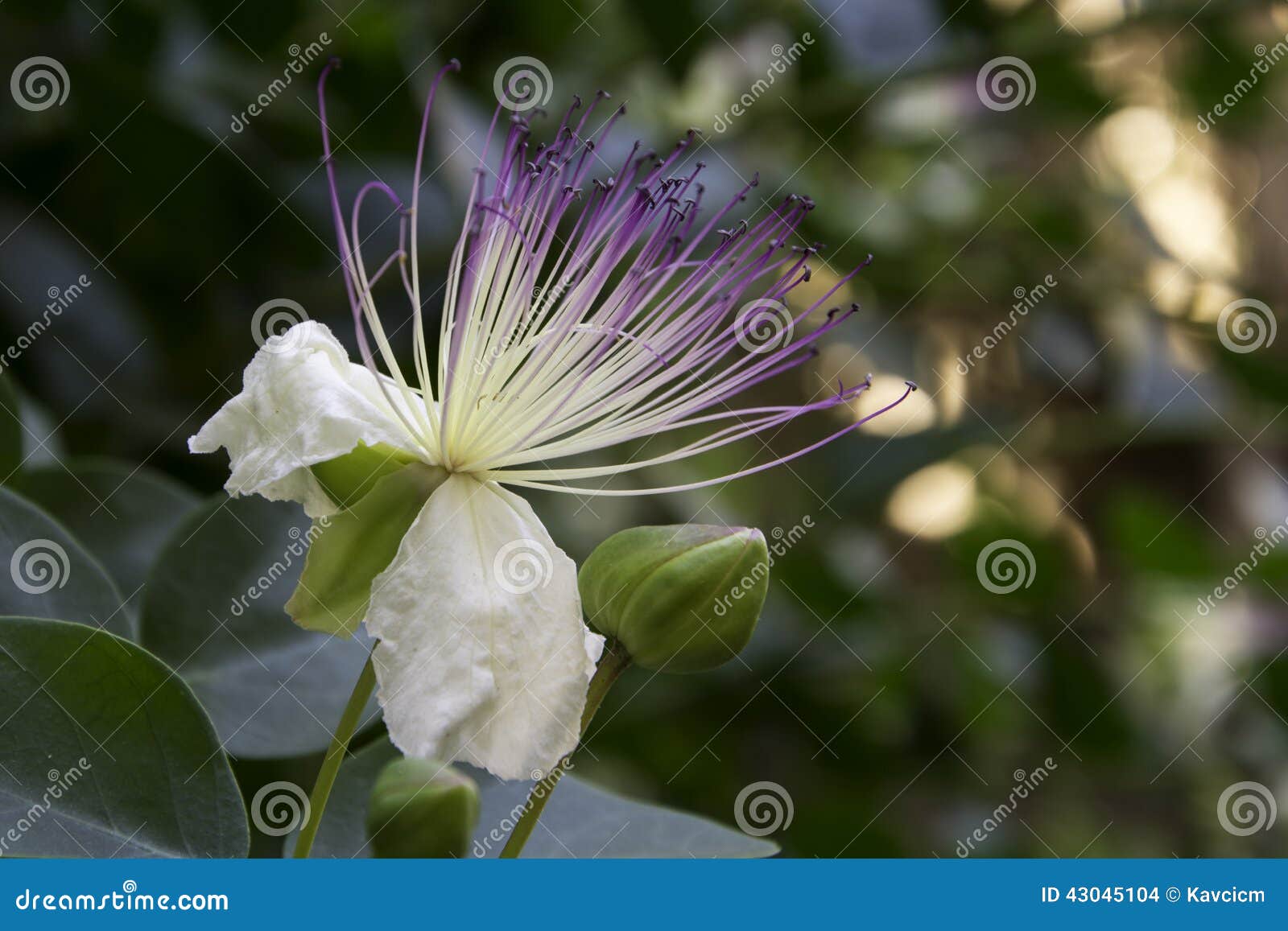 Caper Flower (Capparis Spinosa) Bloomed Out Stock Photo - Image of ...