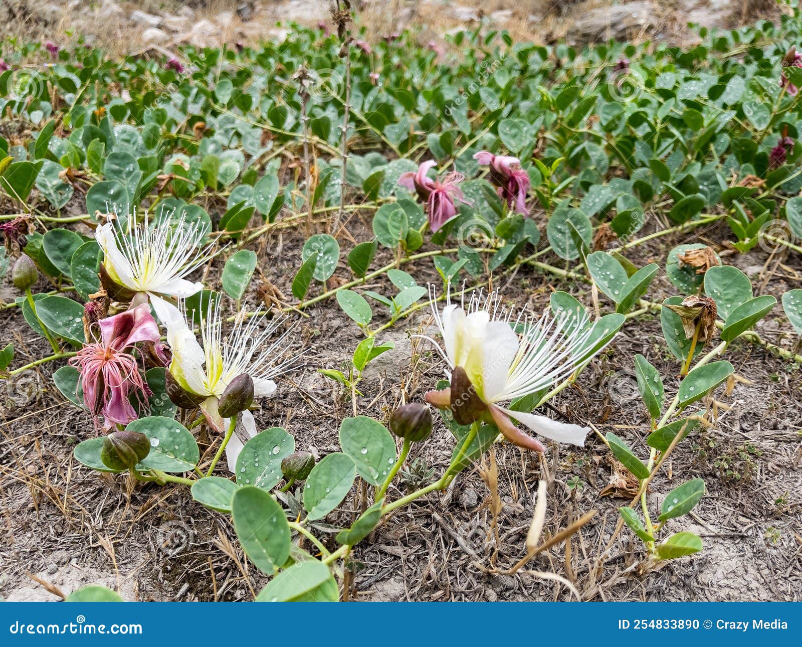 Caper Fruit in Nature and Its Health Benefits Stock Photo - Image of ...